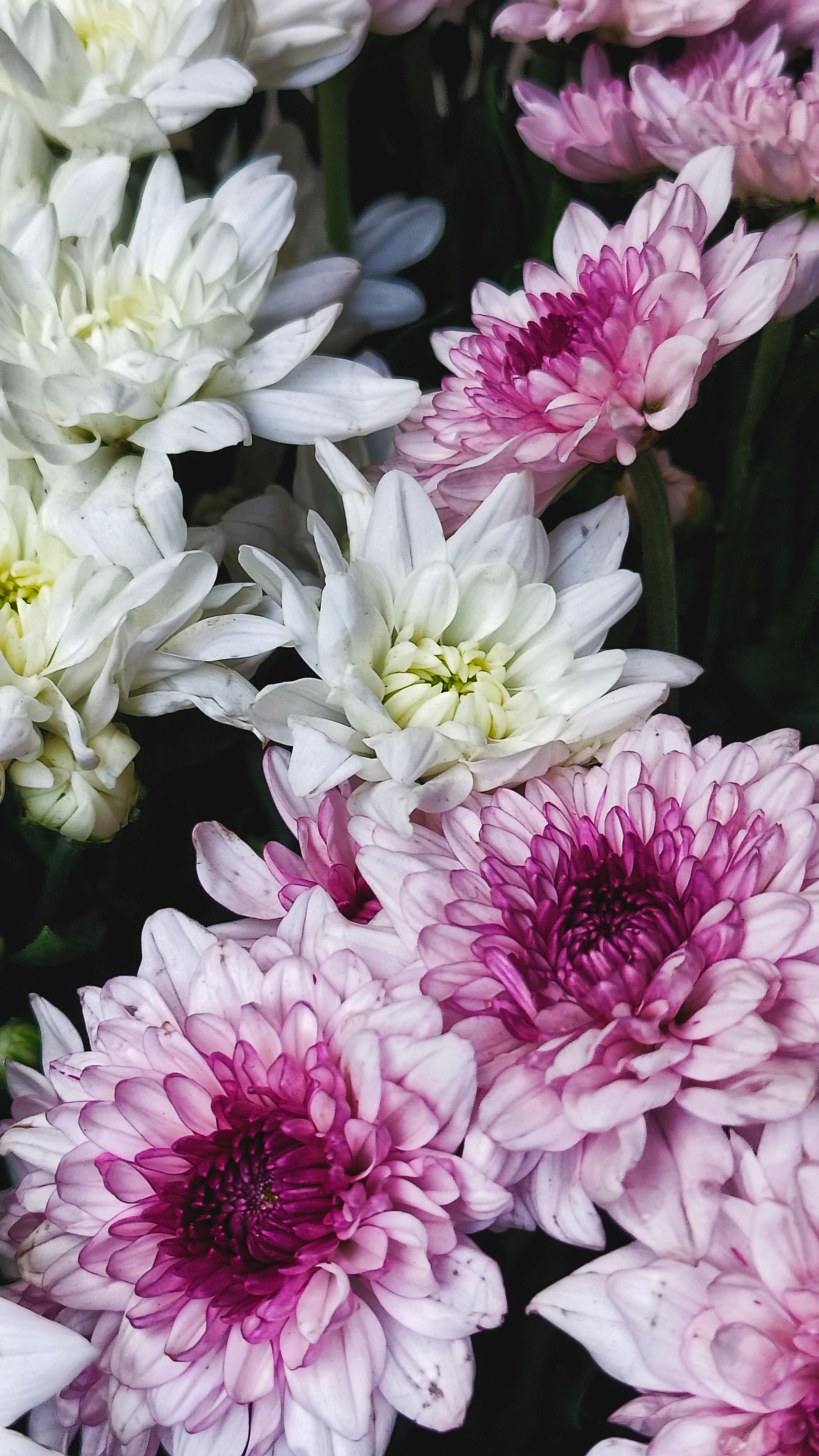 Natural Flowers Photos, Download The BEST Free Natural Flowers Stock ...