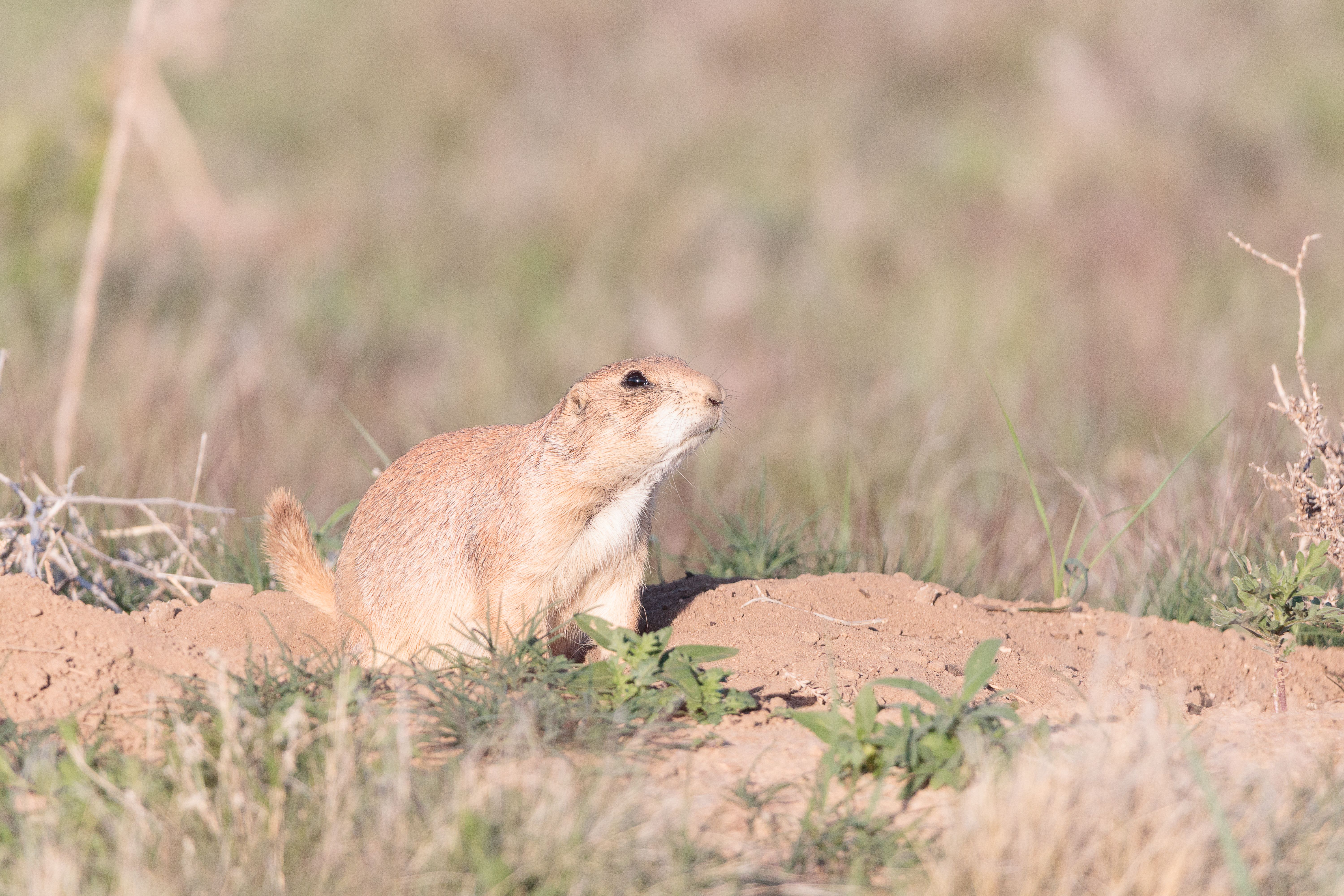 Close-up of a Black-tailed Prairie Dog in Natural Habitat · Free Stock ...