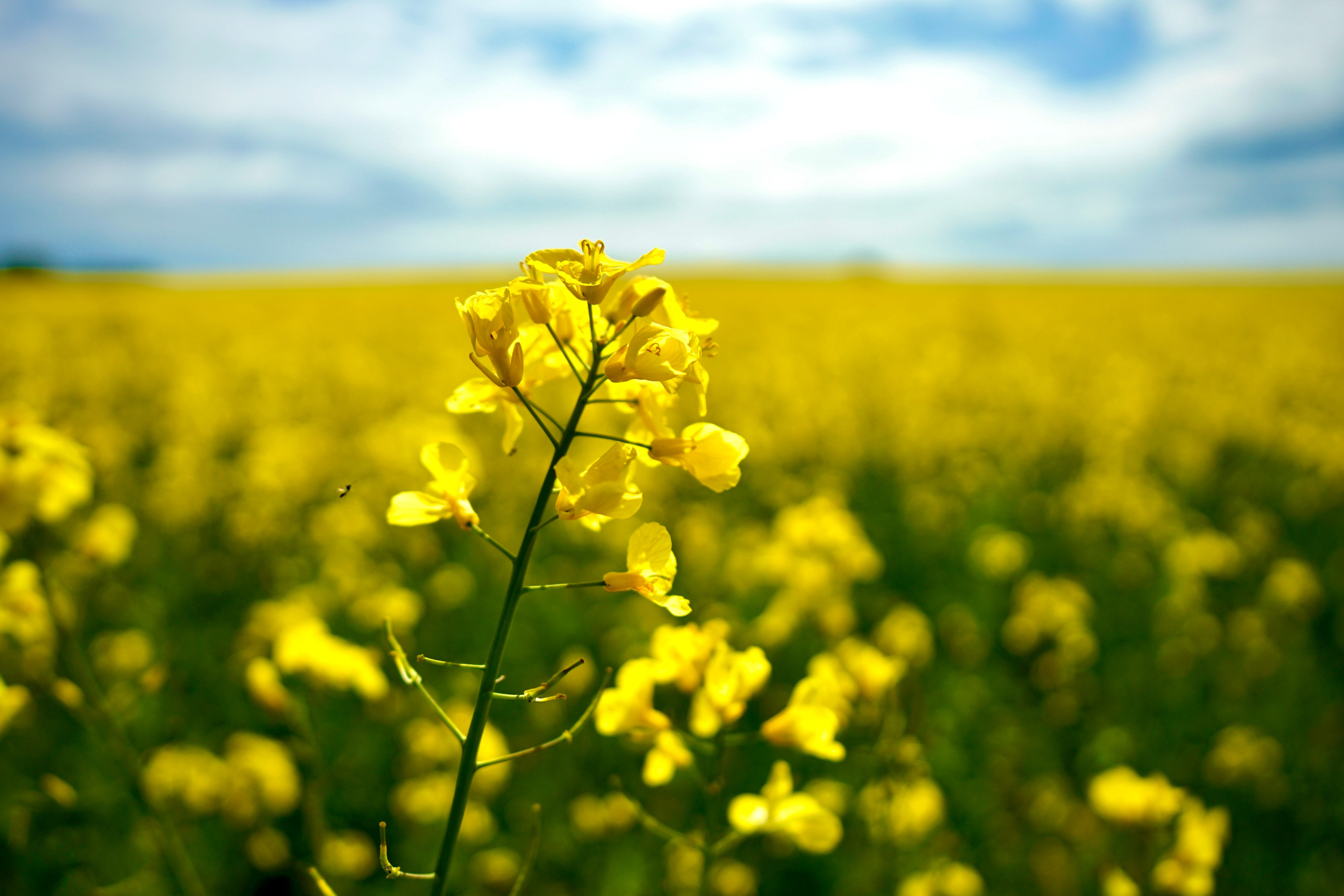 Yellow Powerpoint Background Photos, Download The BEST Free Yellow ...