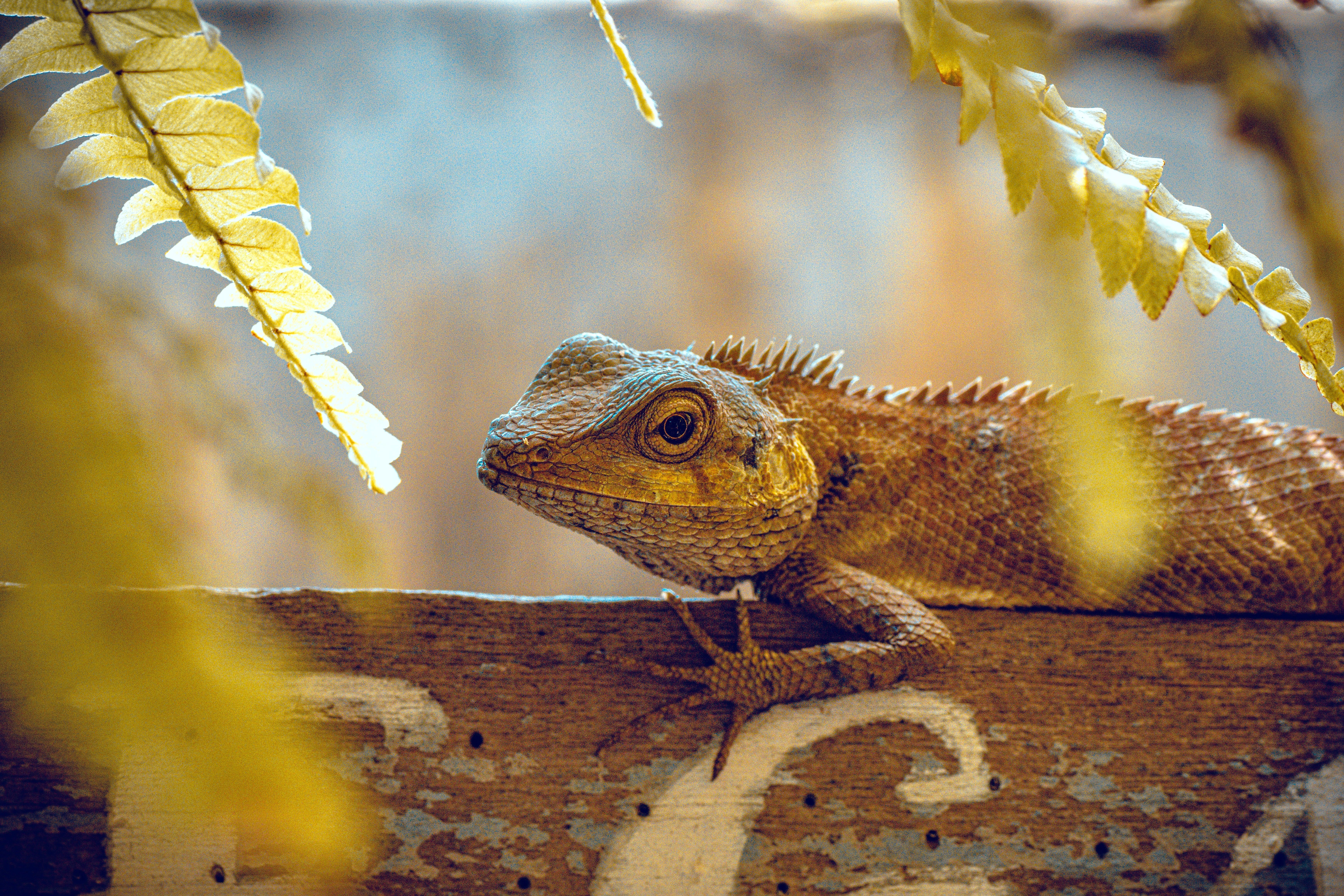 Close-up of Lizard Among Ferns on a Wooden Surface · Free Stock Photo