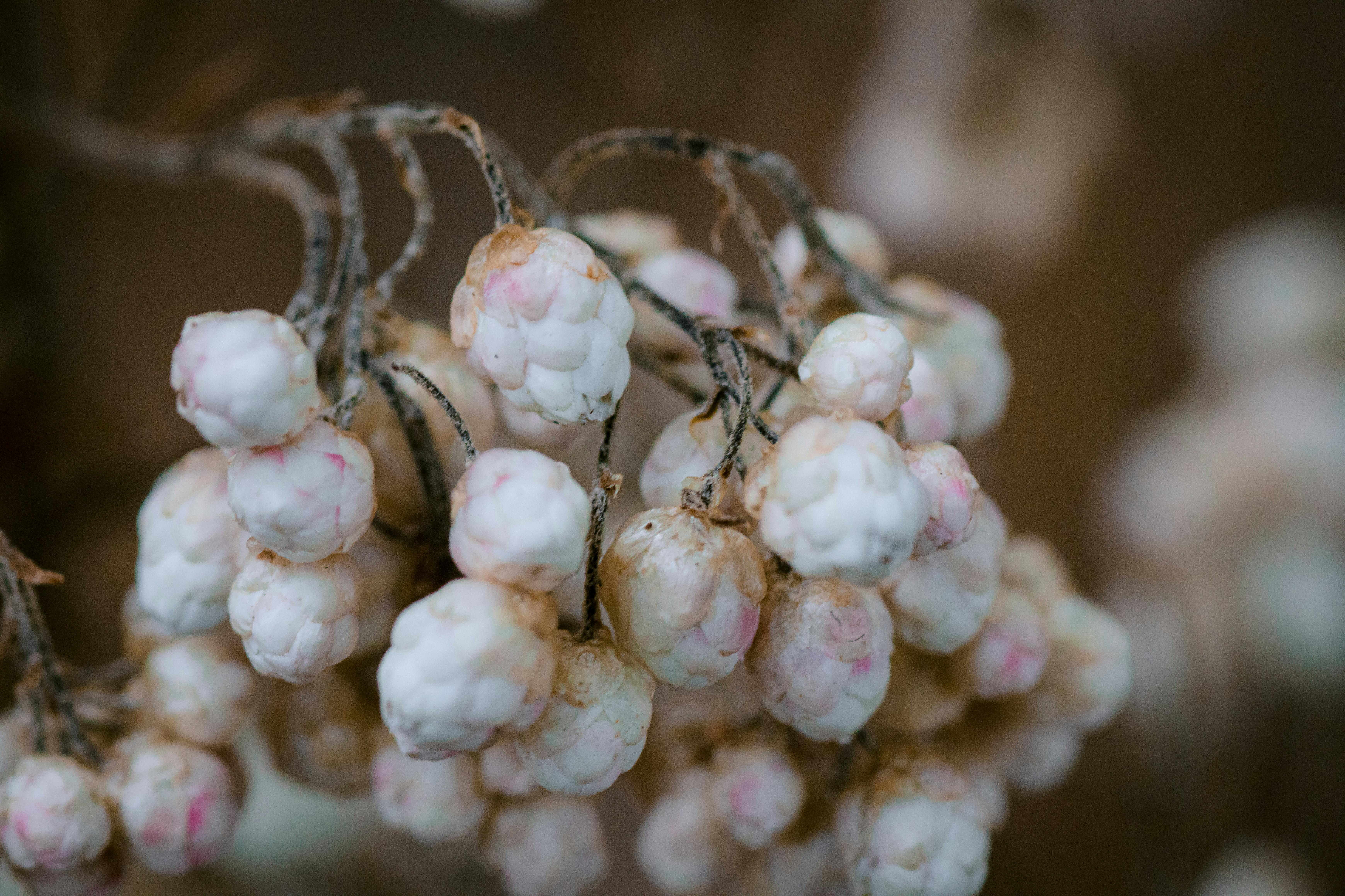 Close-up of White Mulberry Fruit Cluster · Free Stock Photo