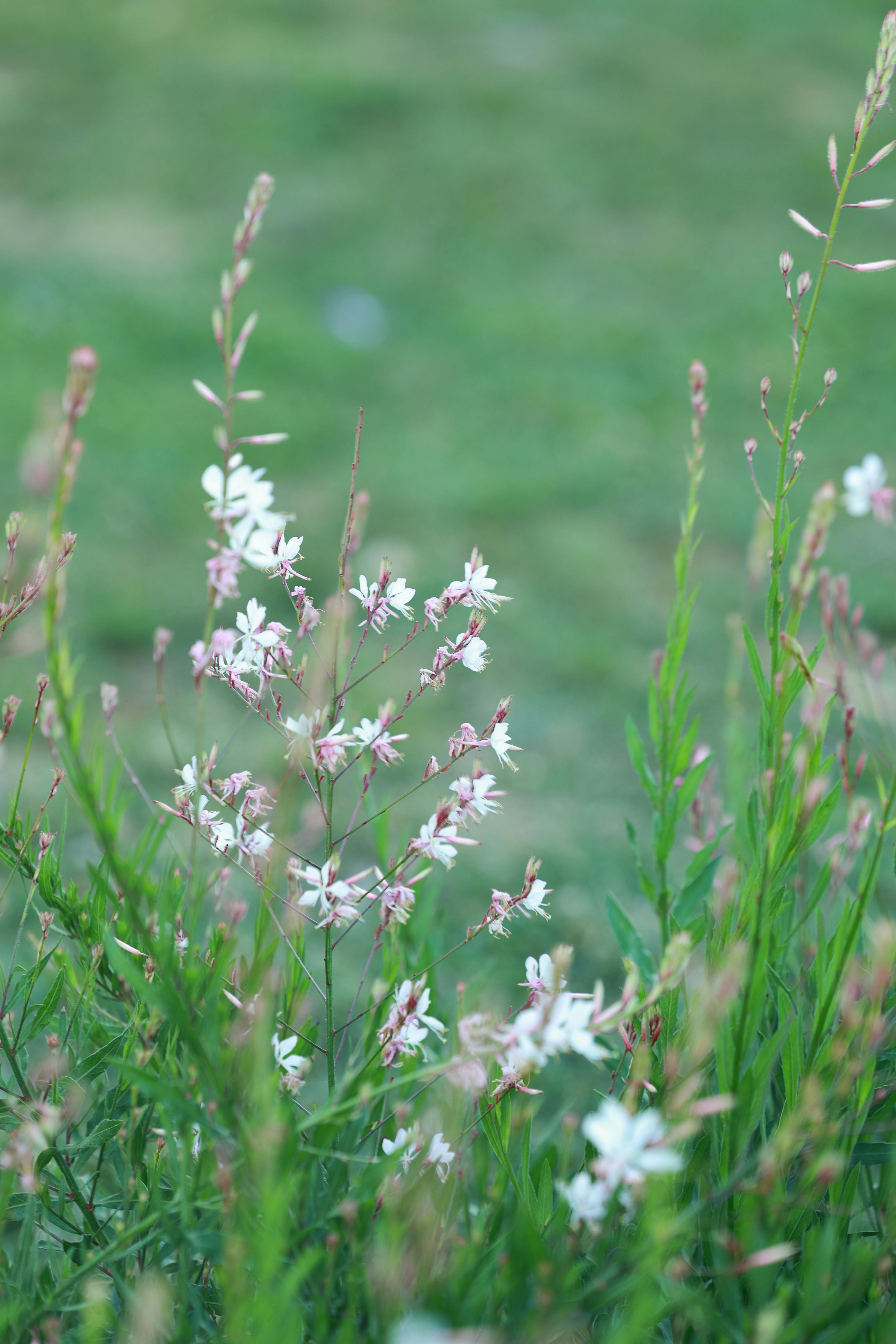Delicate Wildflowers Blooming in Green Field · Free Stock Photo