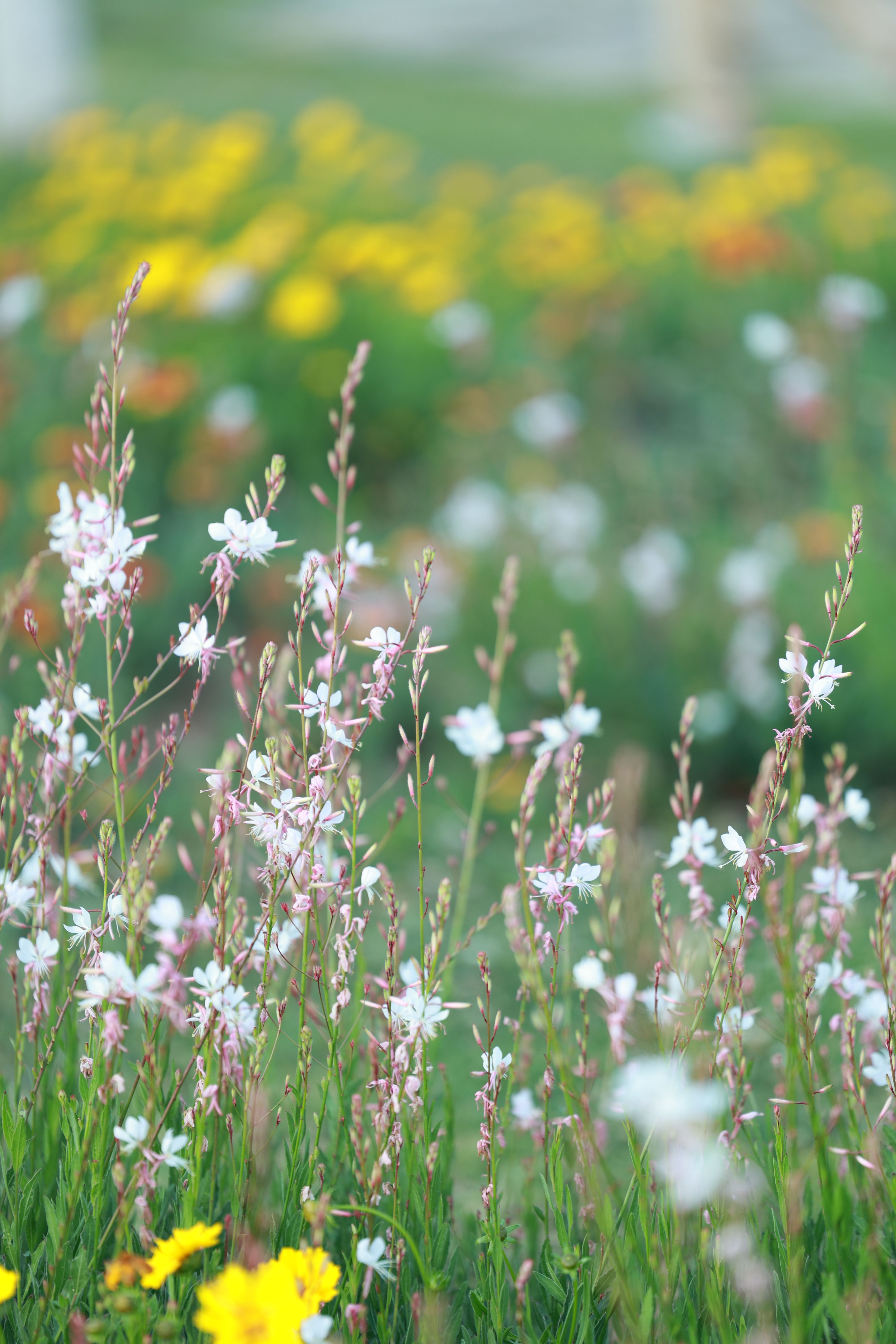 Vibrant Spring Wildflowers in Natural Meadow · Free Stock Photo