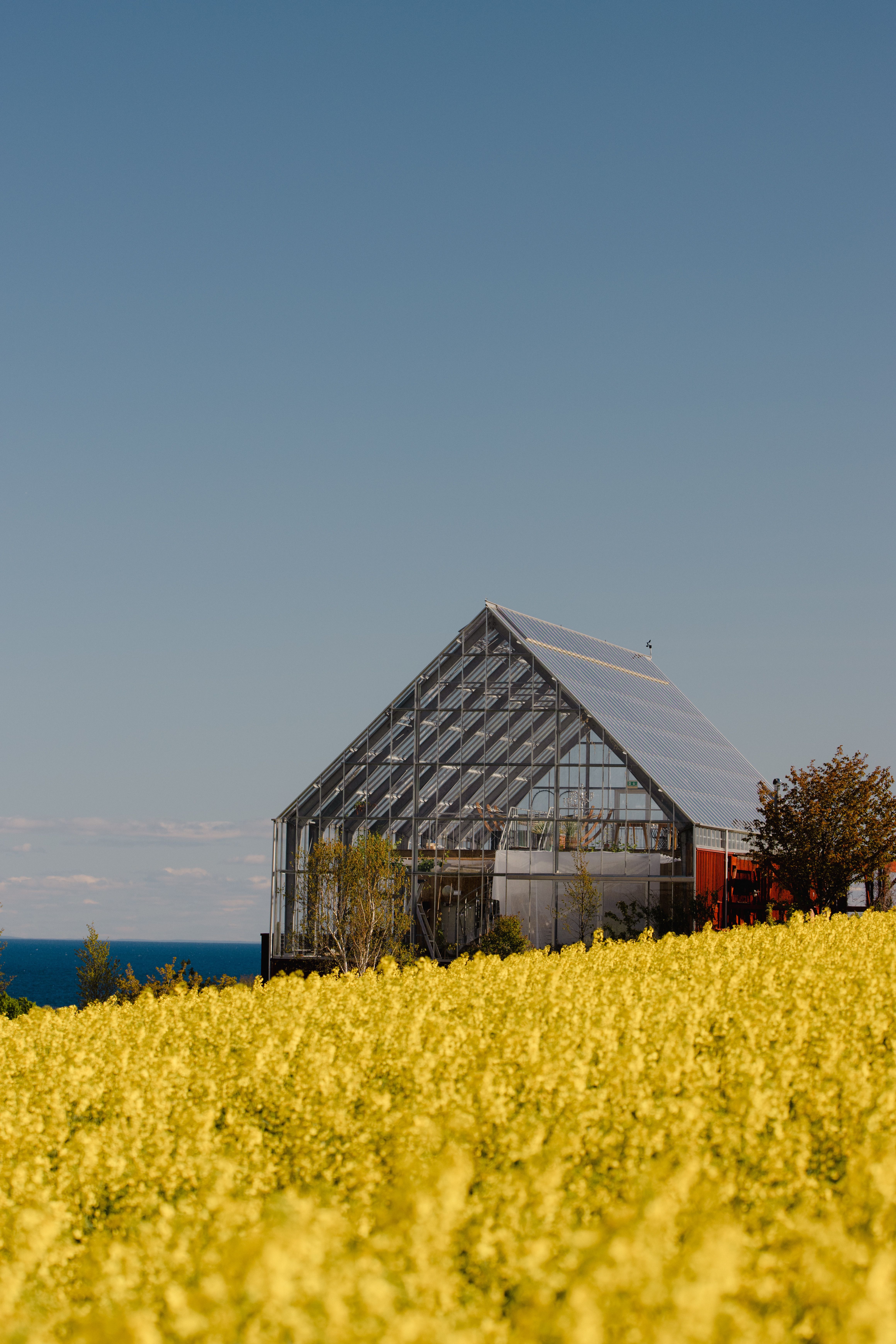 Scenic Yellow Field and Glasshouse in Gränna, Sweden · Free Stock Photo