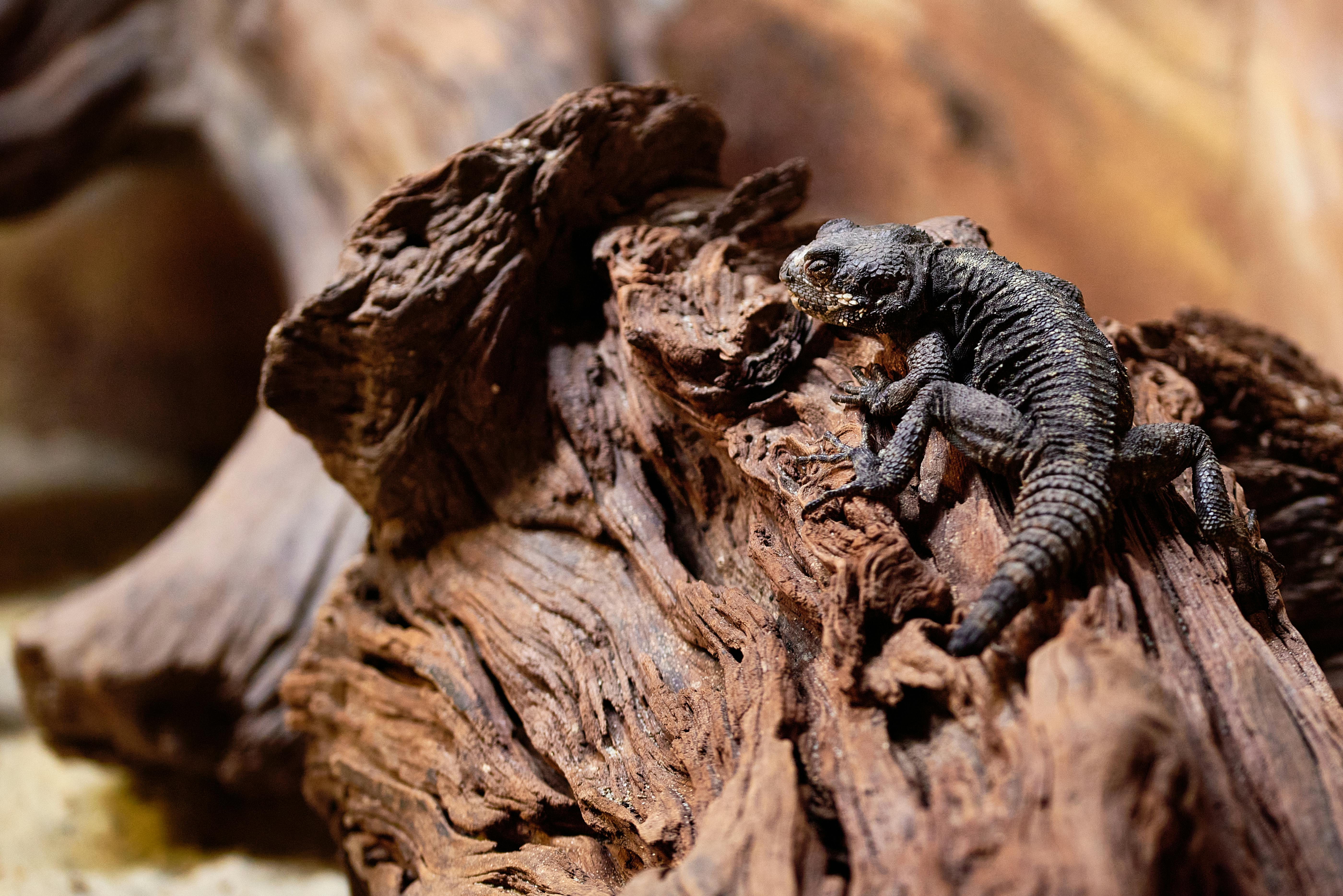 Black Lizard Resting on Weathered Wood Block · Free Stock Photo