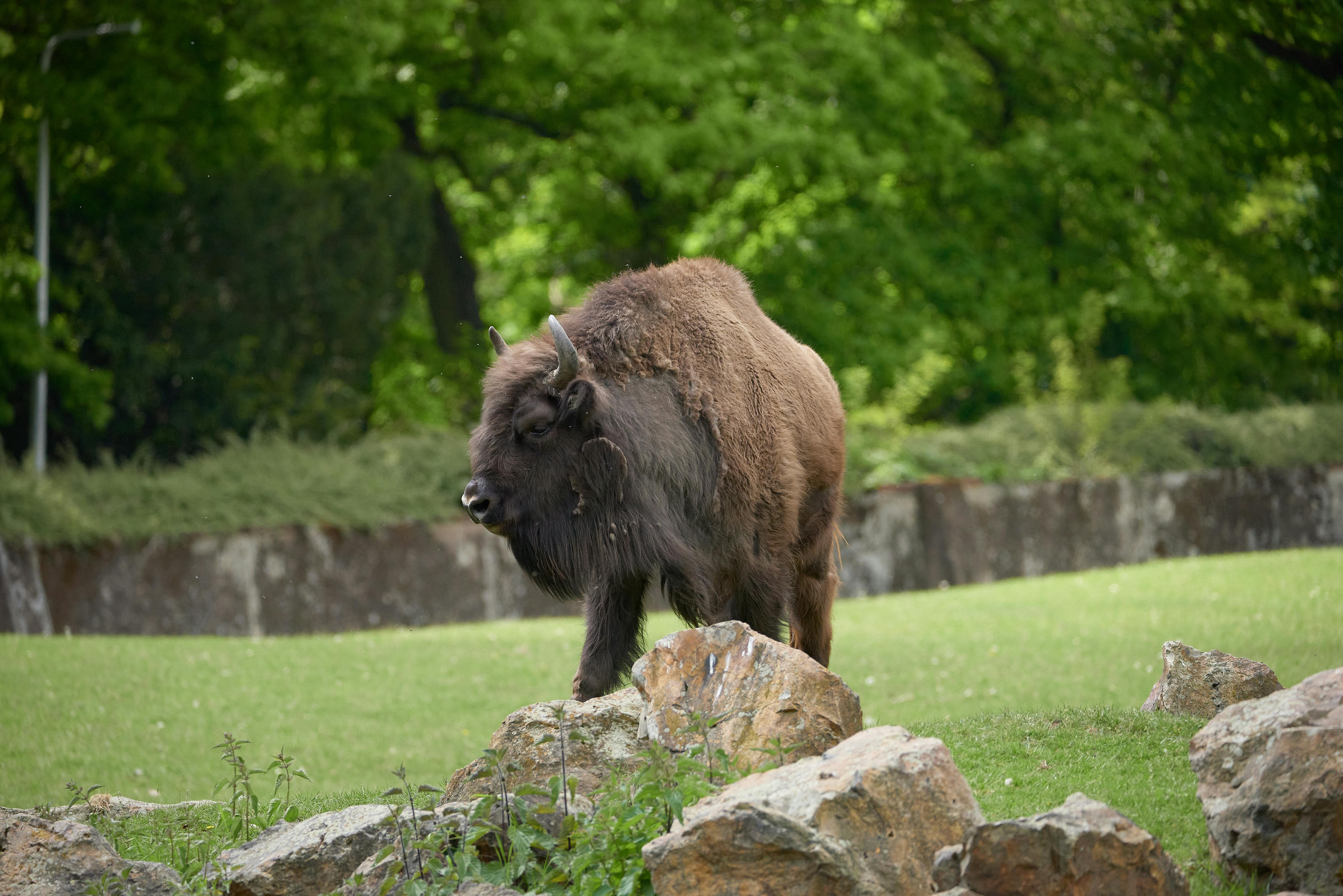 European Bison: Europe's Largest Land Mammal Explained