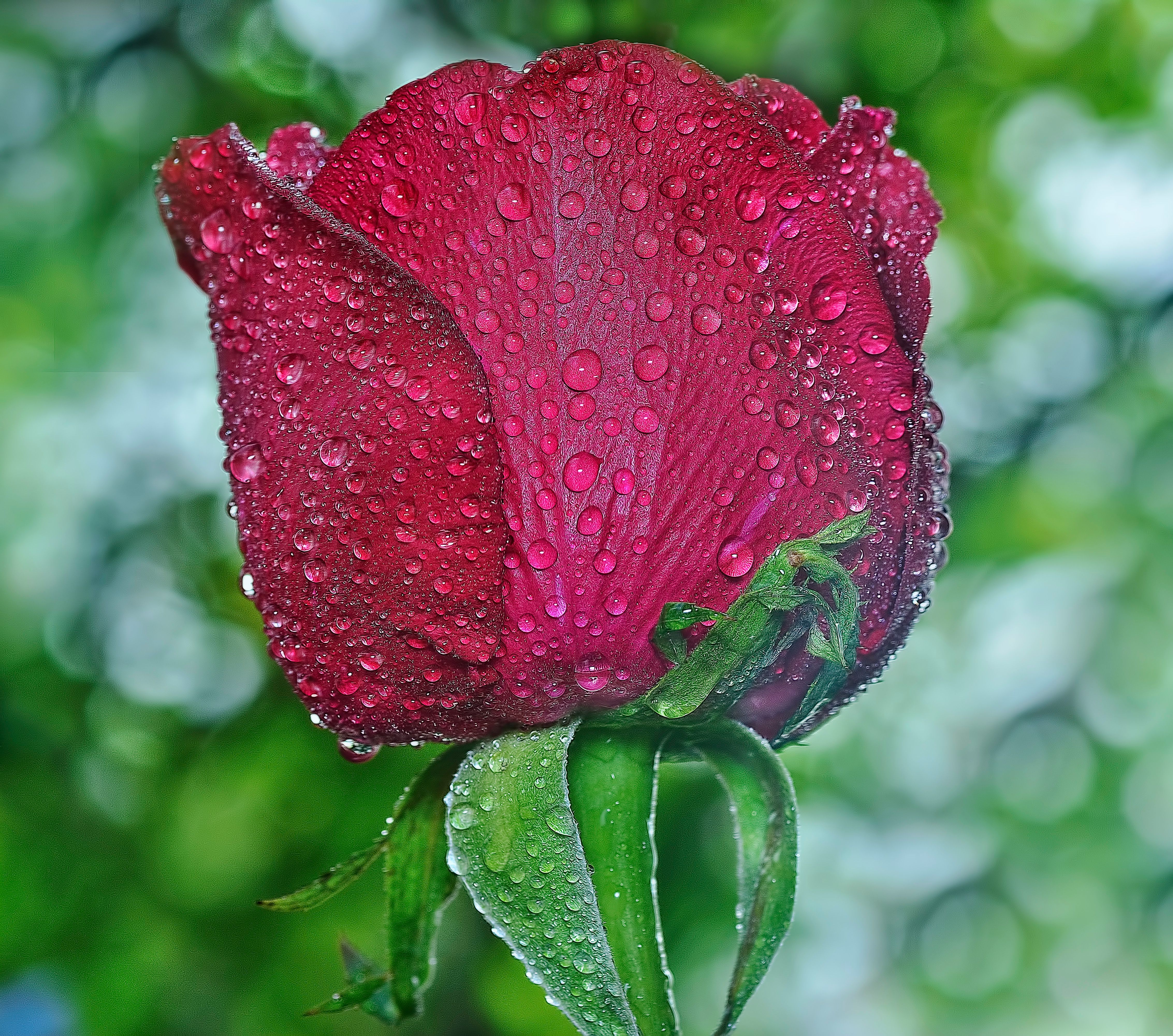 Close-up of Dew-Kissed Red Rose Bloom · Free Stock Photo