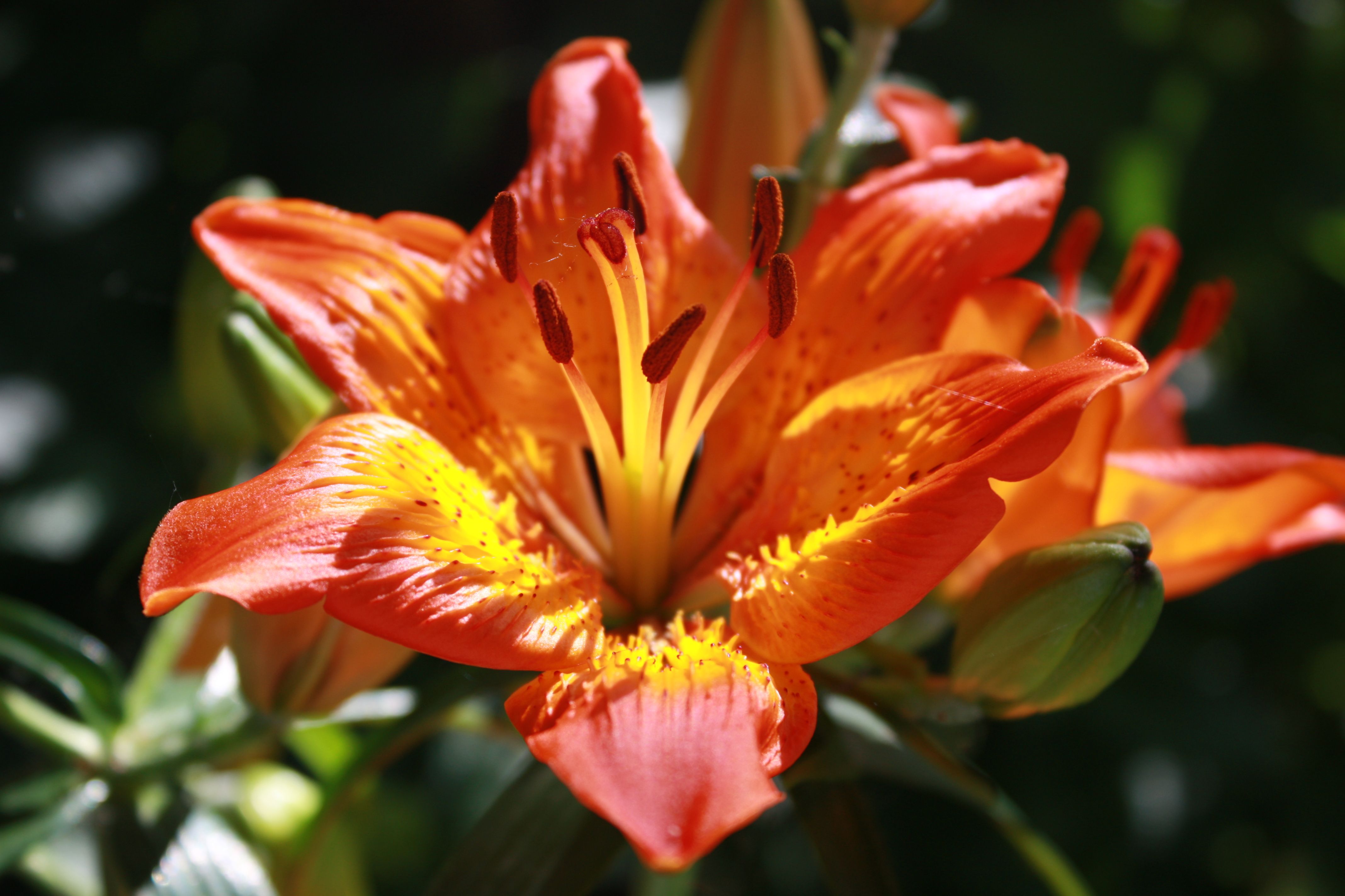 Bright Orange Lily Flower in Bloom · Free Stock Photo