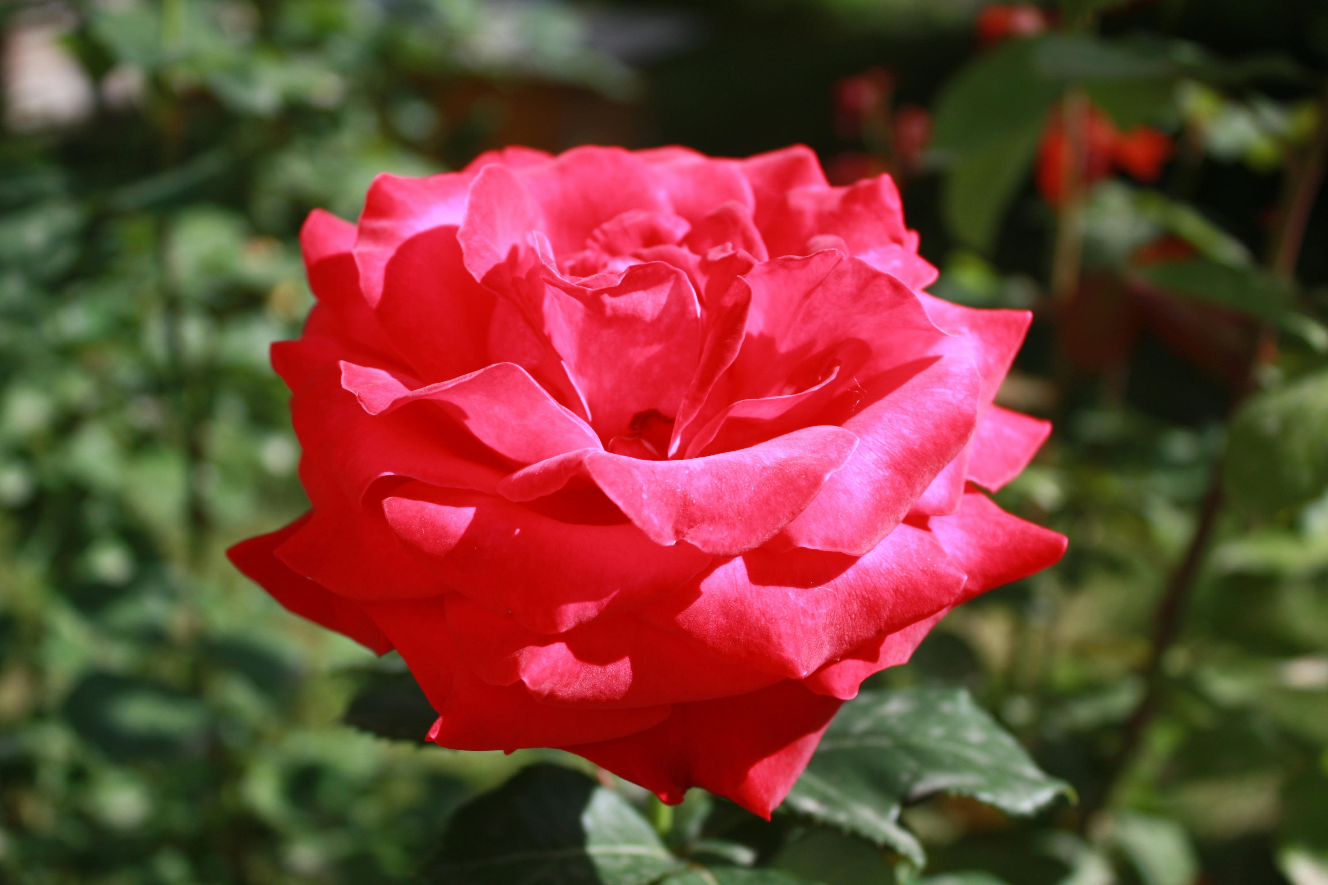 Close-Up of a Vibrant Red Rose in Bloom · Free Stock Photo