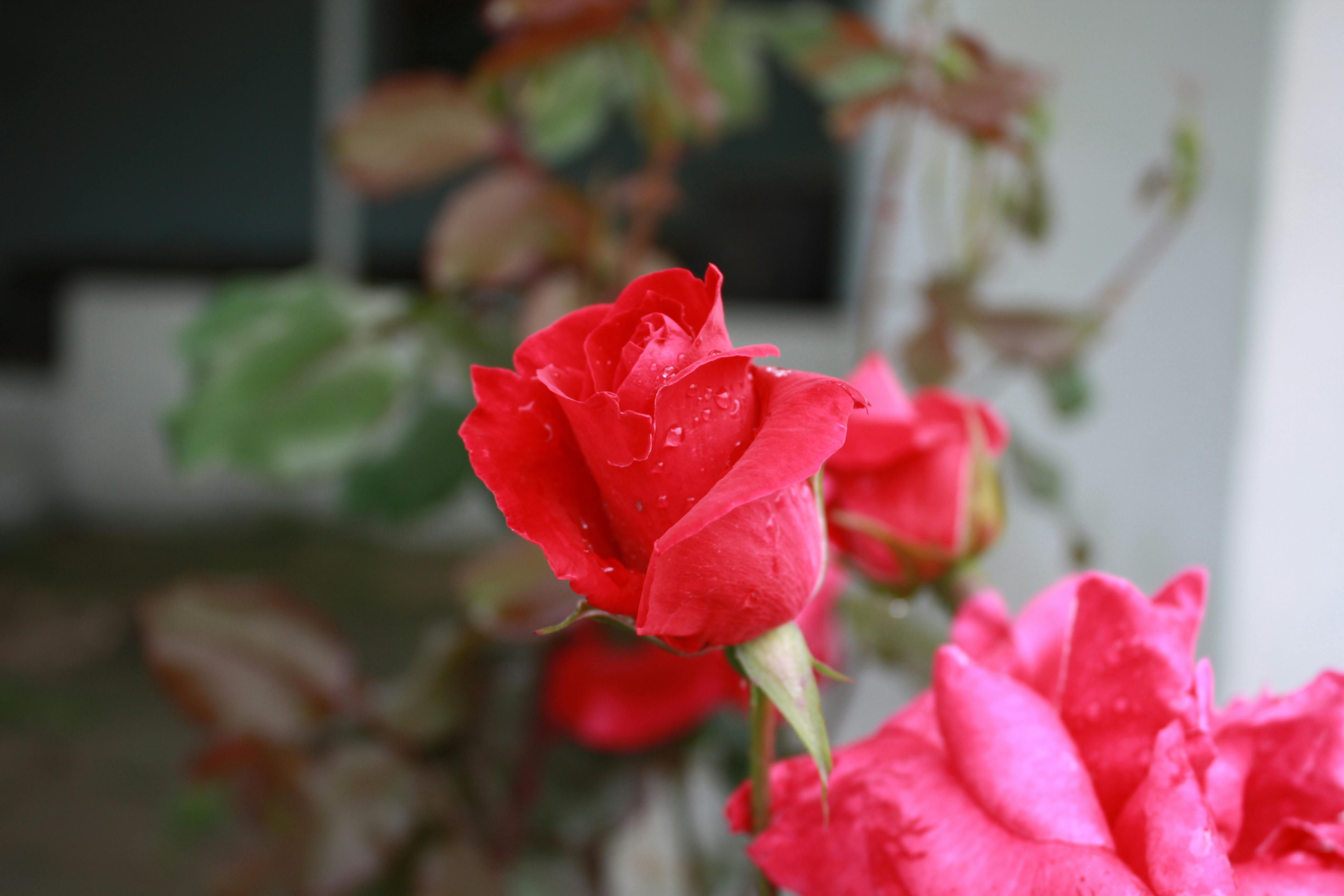 Close-Up of Vibrant Red Roses with Dew Drops · Free Stock Photo