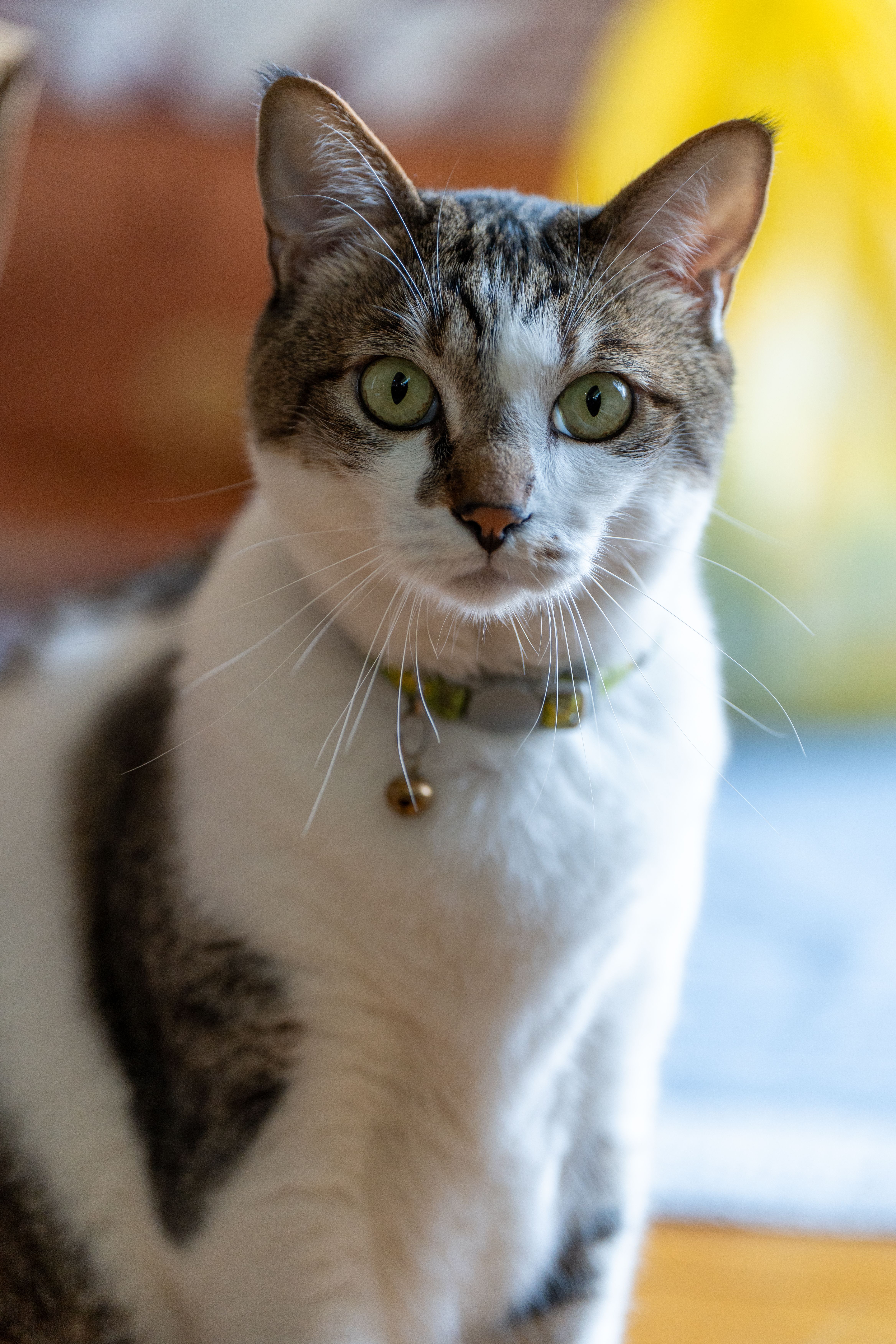 Close-Up Portrait of Domestic Cat with Bell · Free Stock Photo