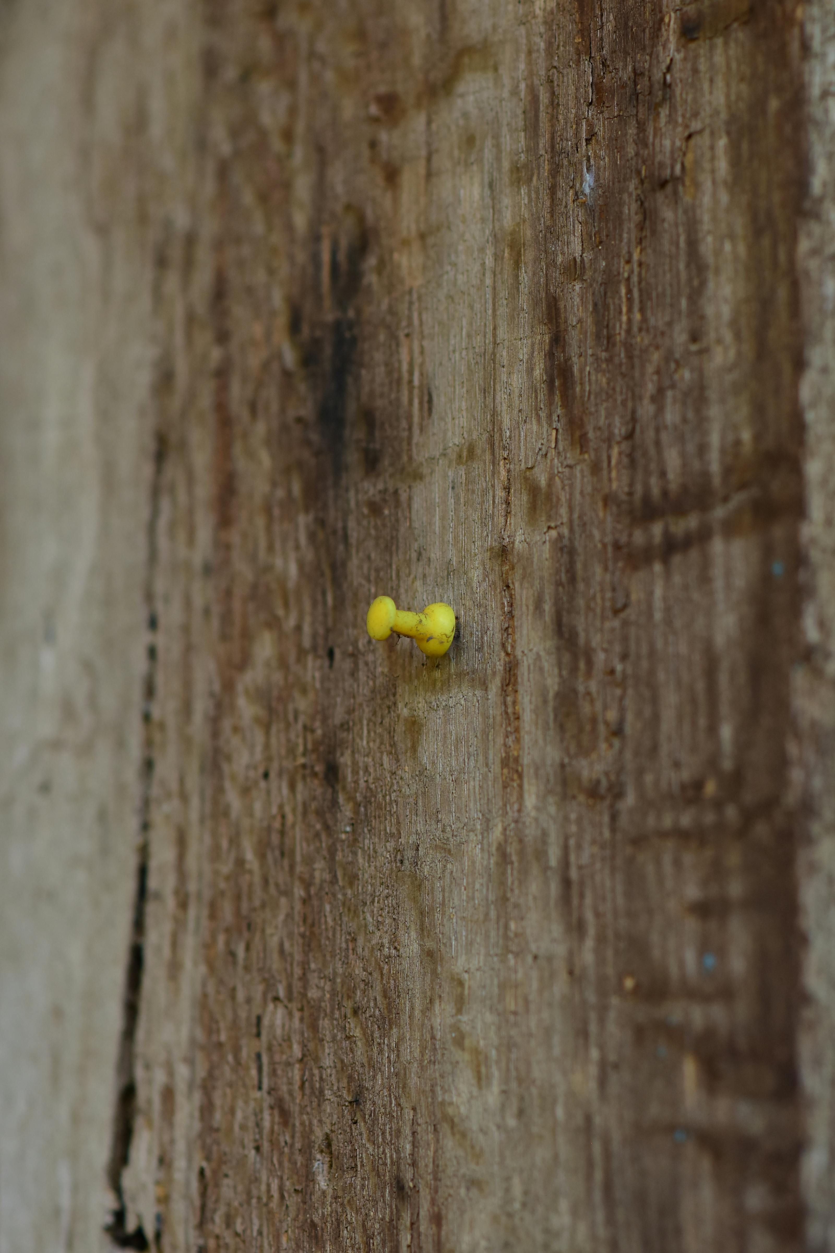 Pin Board Background Photos, Download The BEST Free Pin Board ...