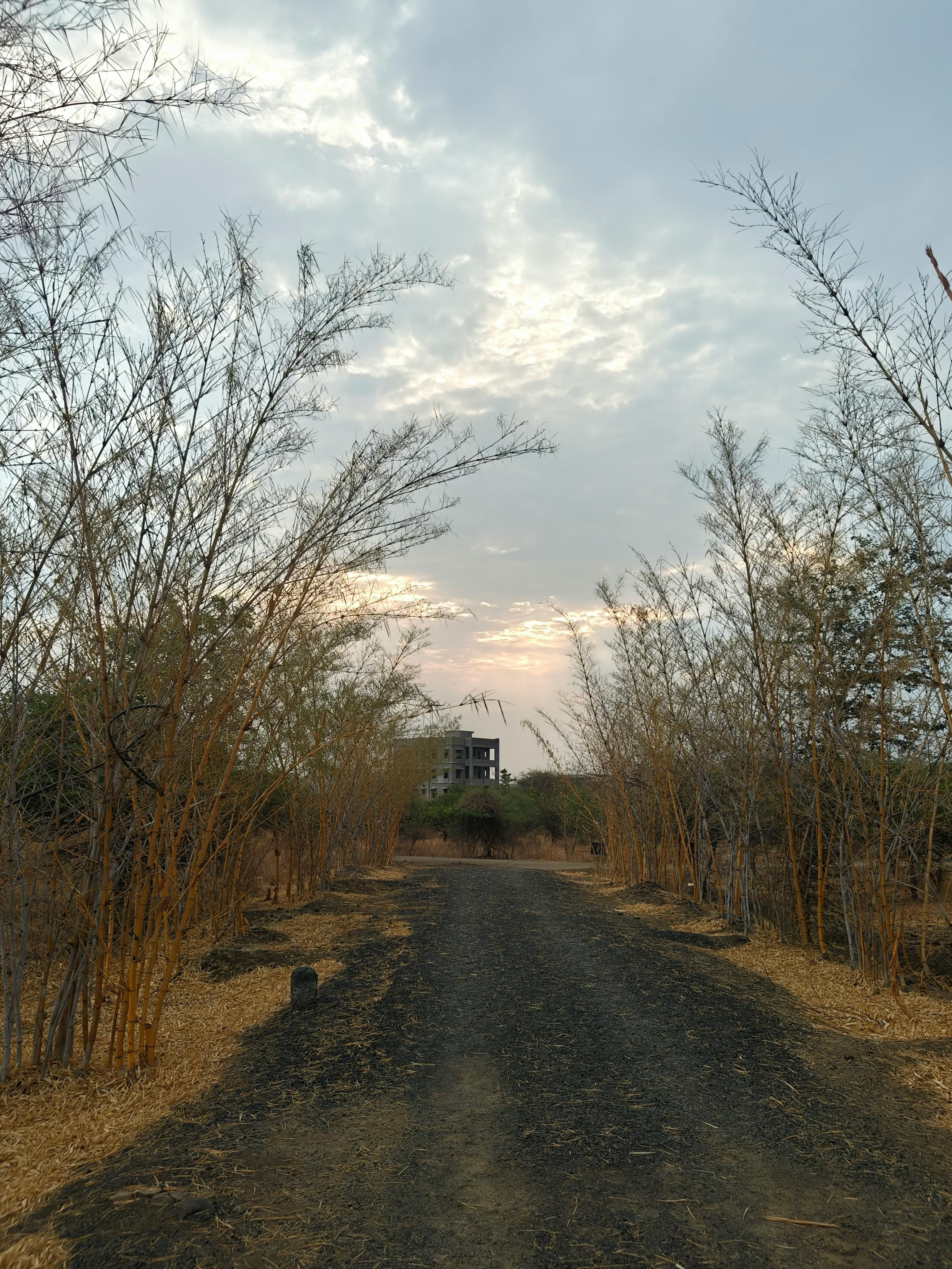 Camino Sereno Entre árboles Desnudos Al Atardecer · Foto de stock gratuita