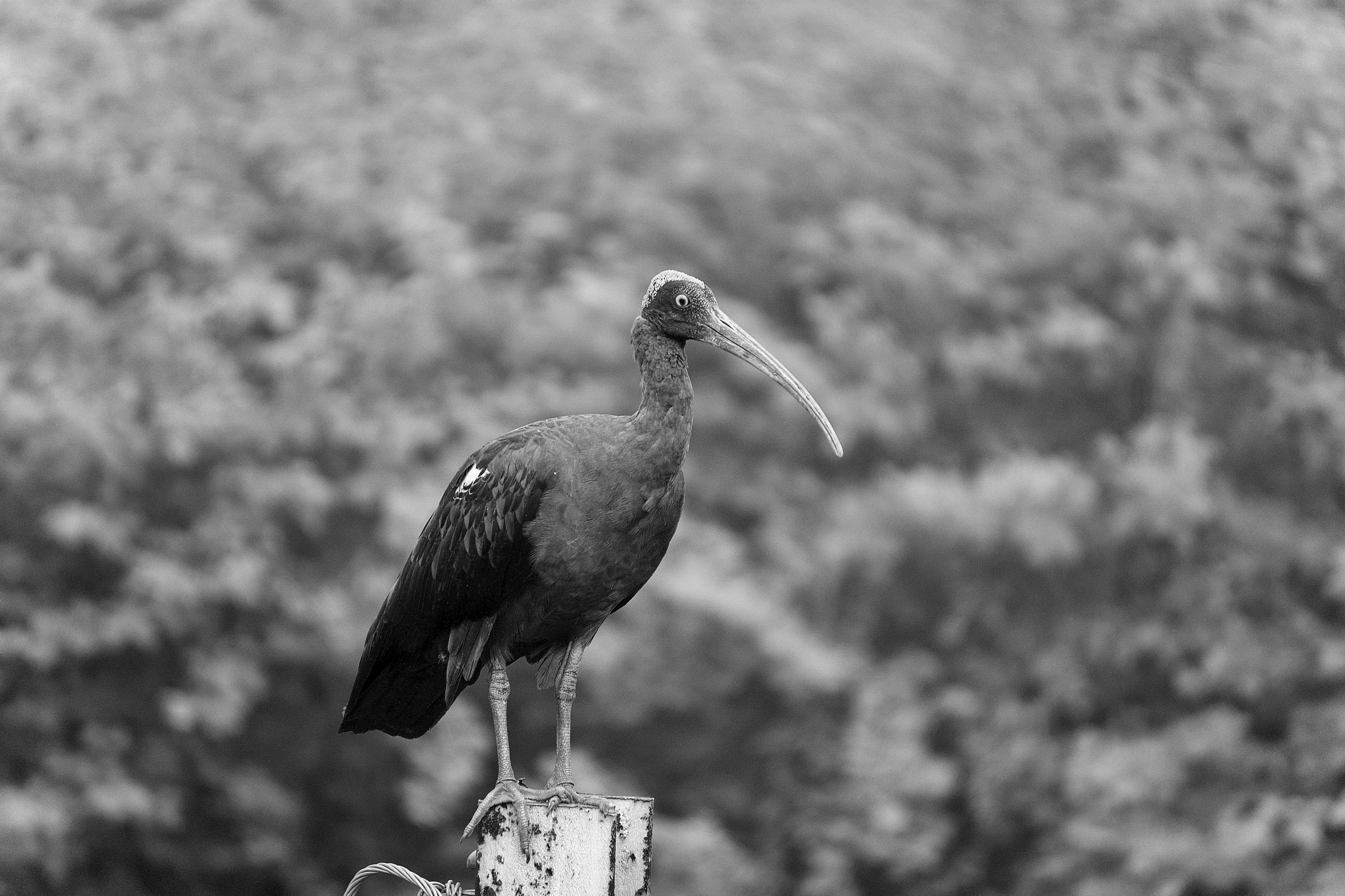 Black and White Portrait of a Perched Ibis · Free Stock Photo