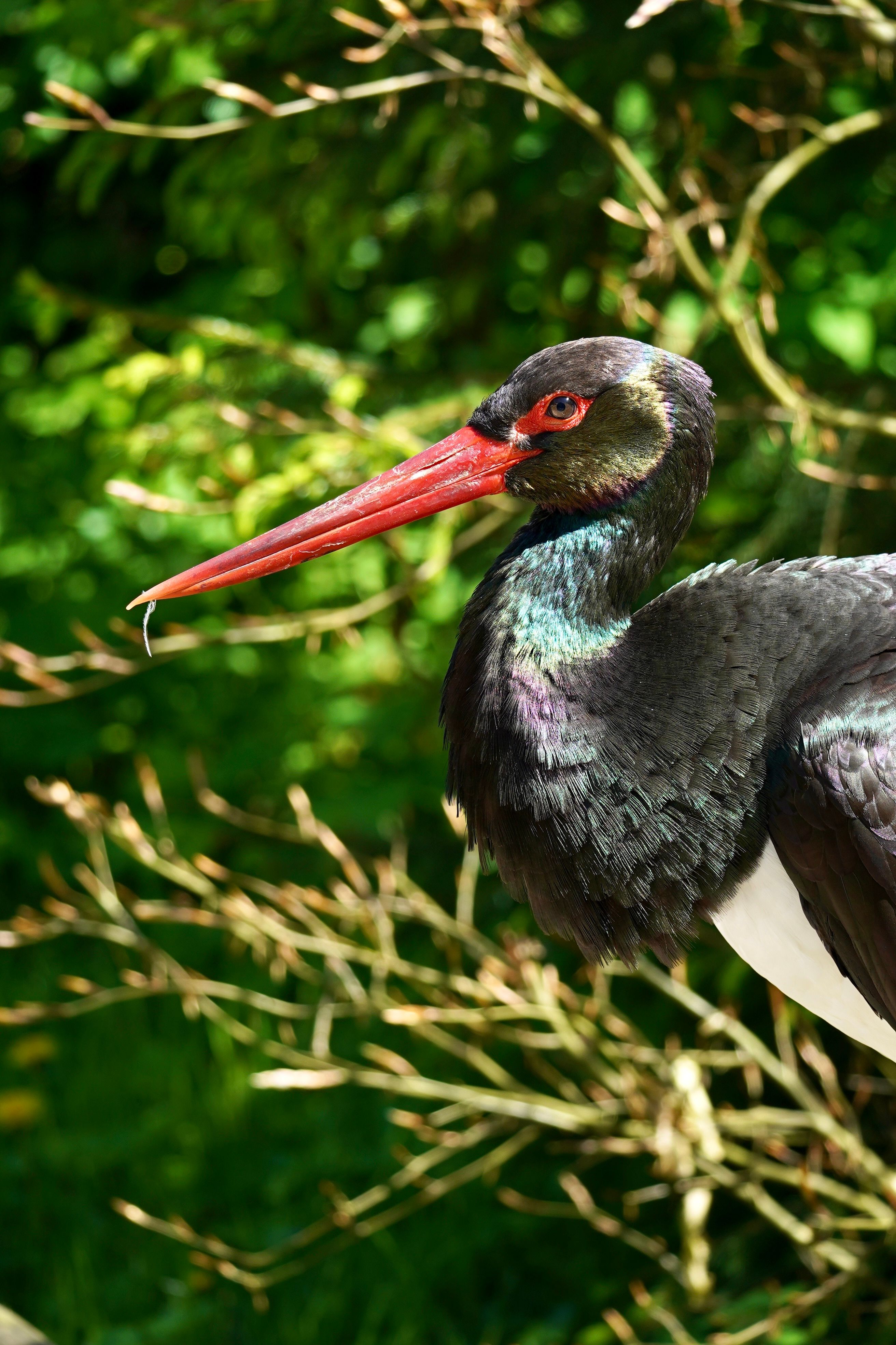 Majestic Black Stork in Natural Habitat · Free Stock Photo