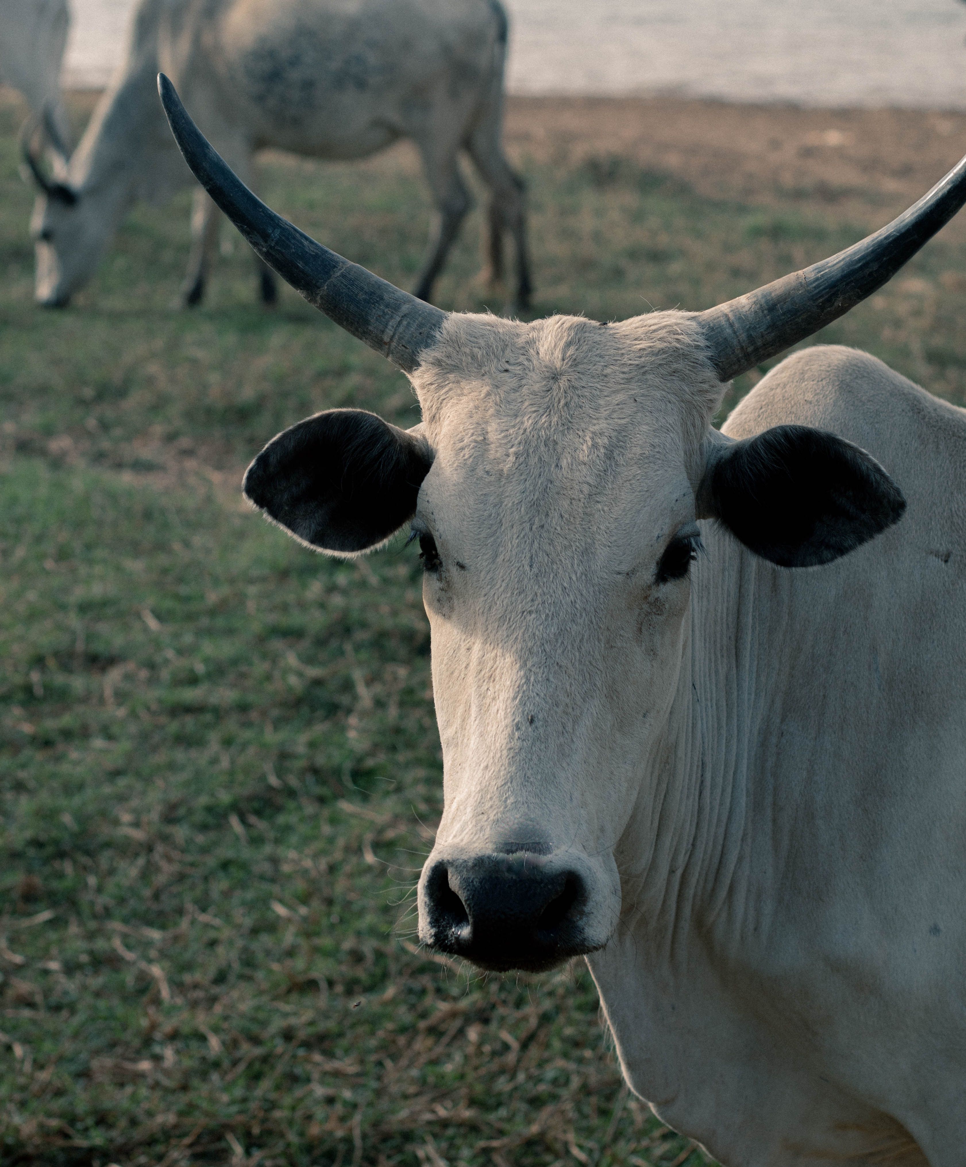 Cow 14365e Photos, Download The BEST Free Cow 14365e Stock Photos & HD ...