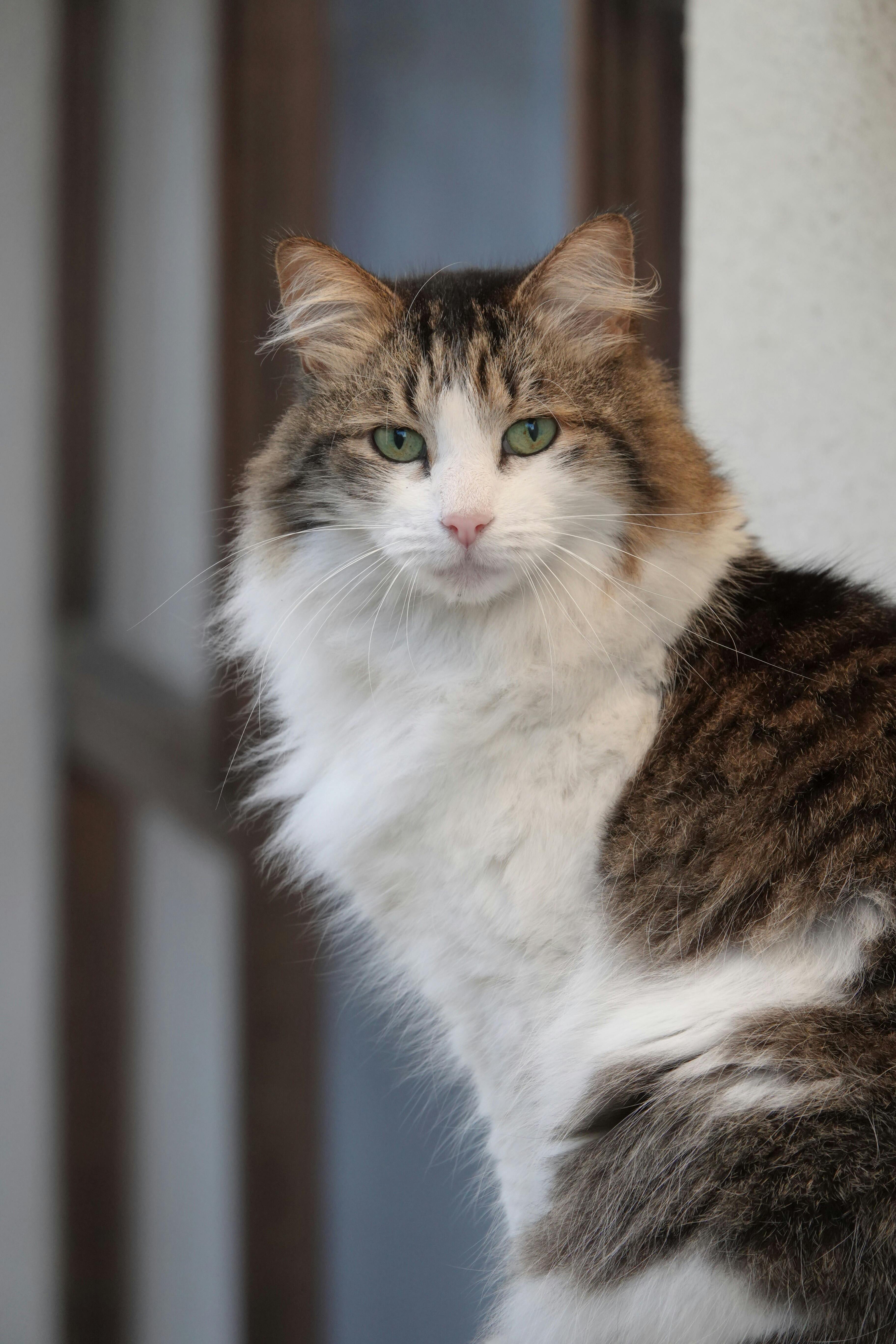 Goofy Ahh Cat Photos, Download The BEST Free Goofy Ahh Cat Stock Photos ...