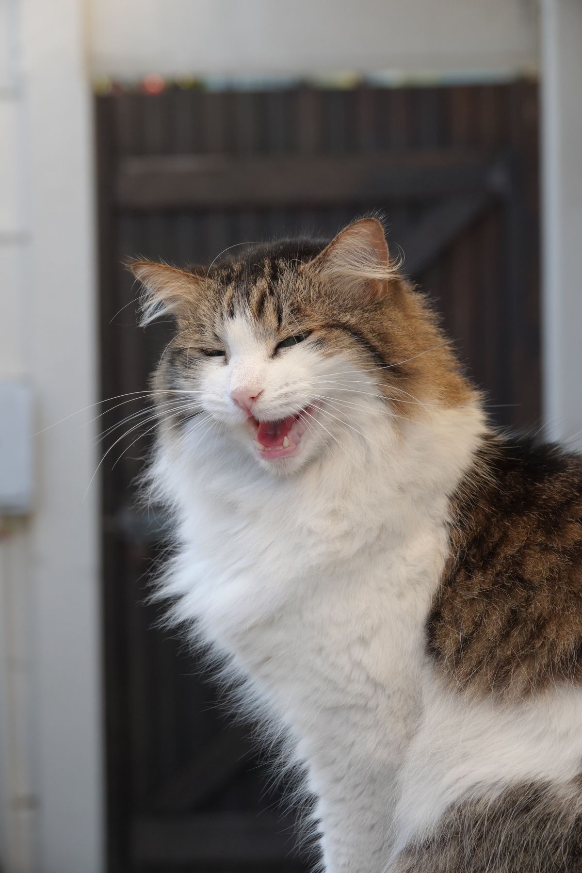 Laughing Cat Photos, Download The BEST Free Laughing Cat Stock Photos ...