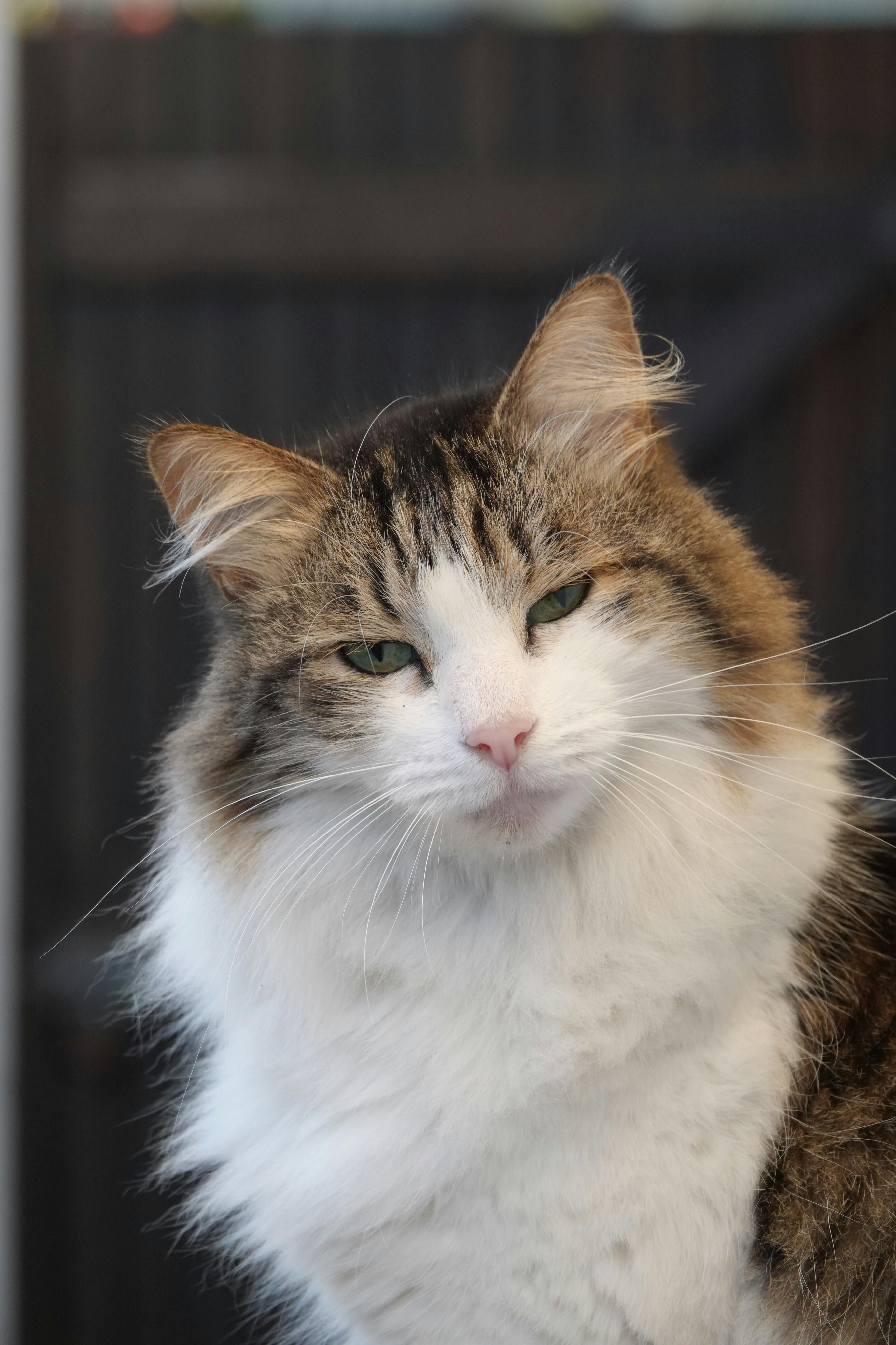 Goofy Ahh Cat Photos, Download The BEST Free Goofy Ahh Cat Stock Photos ...