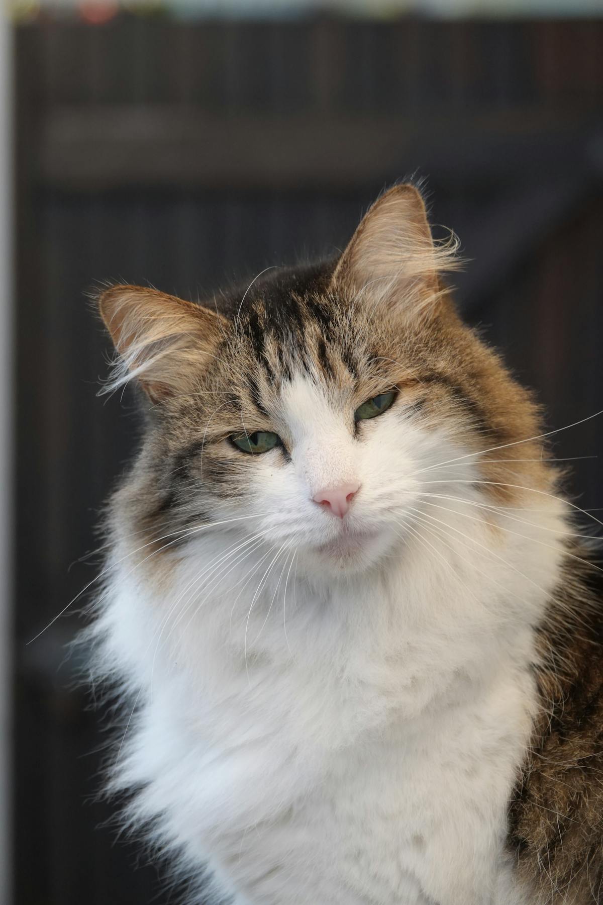 Goofy Ahh Cat Photos, Download The BEST Free Goofy Ahh Cat Stock Photos ...