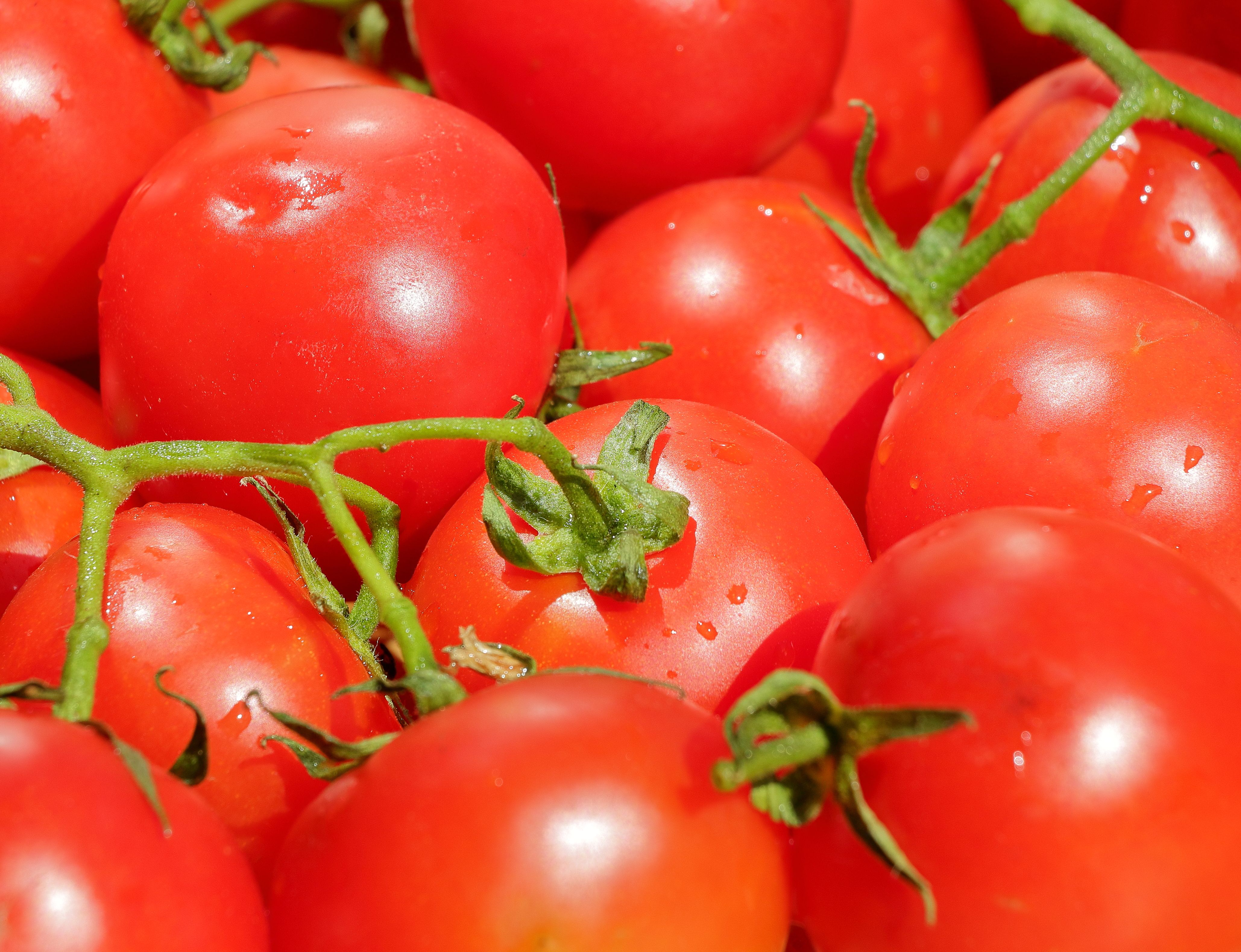 Close-Up Photo of Tomatoes · Free Stock Photo
