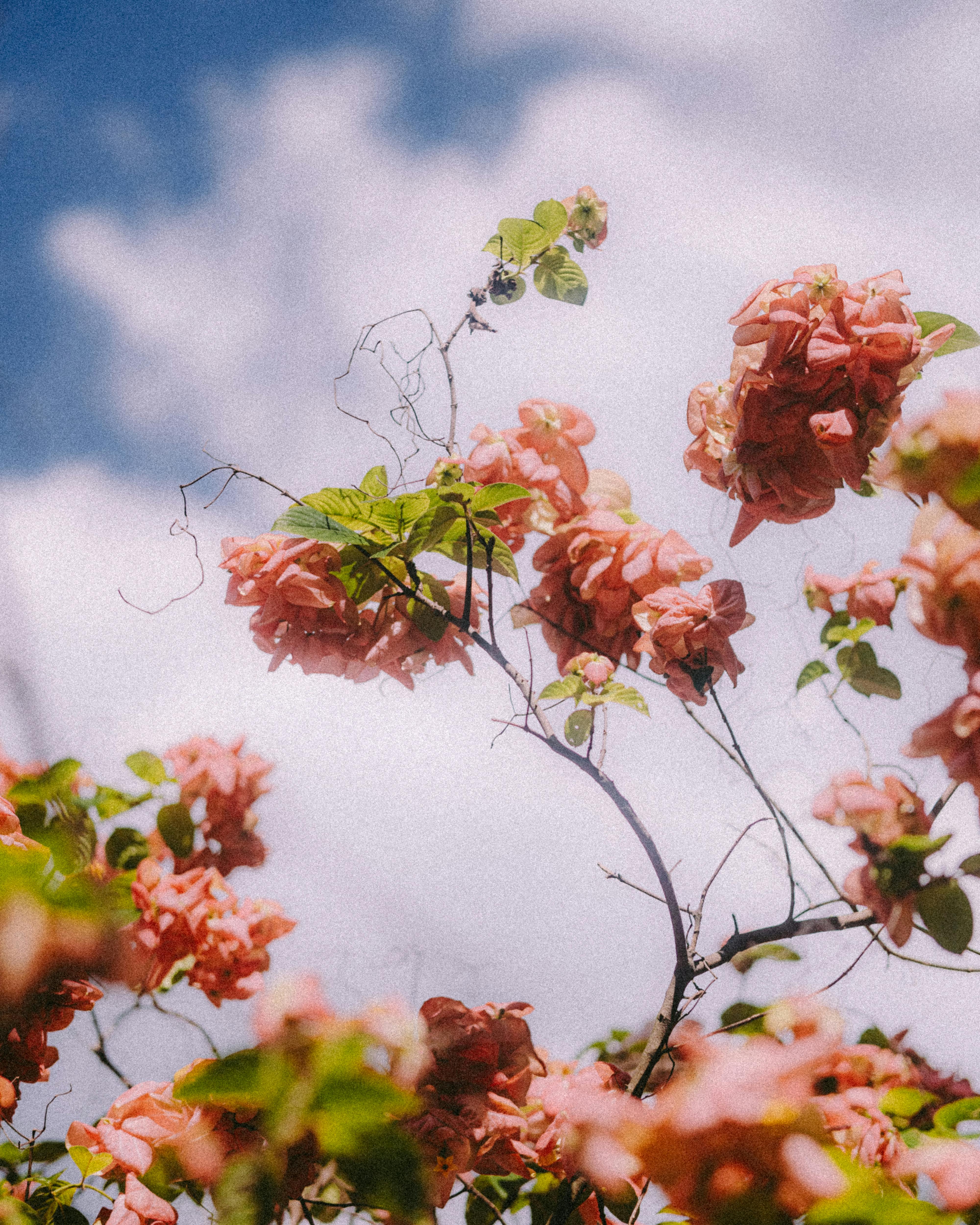 Natural Flowers Photos, Download The BEST Free Natural Flowers Stock ...