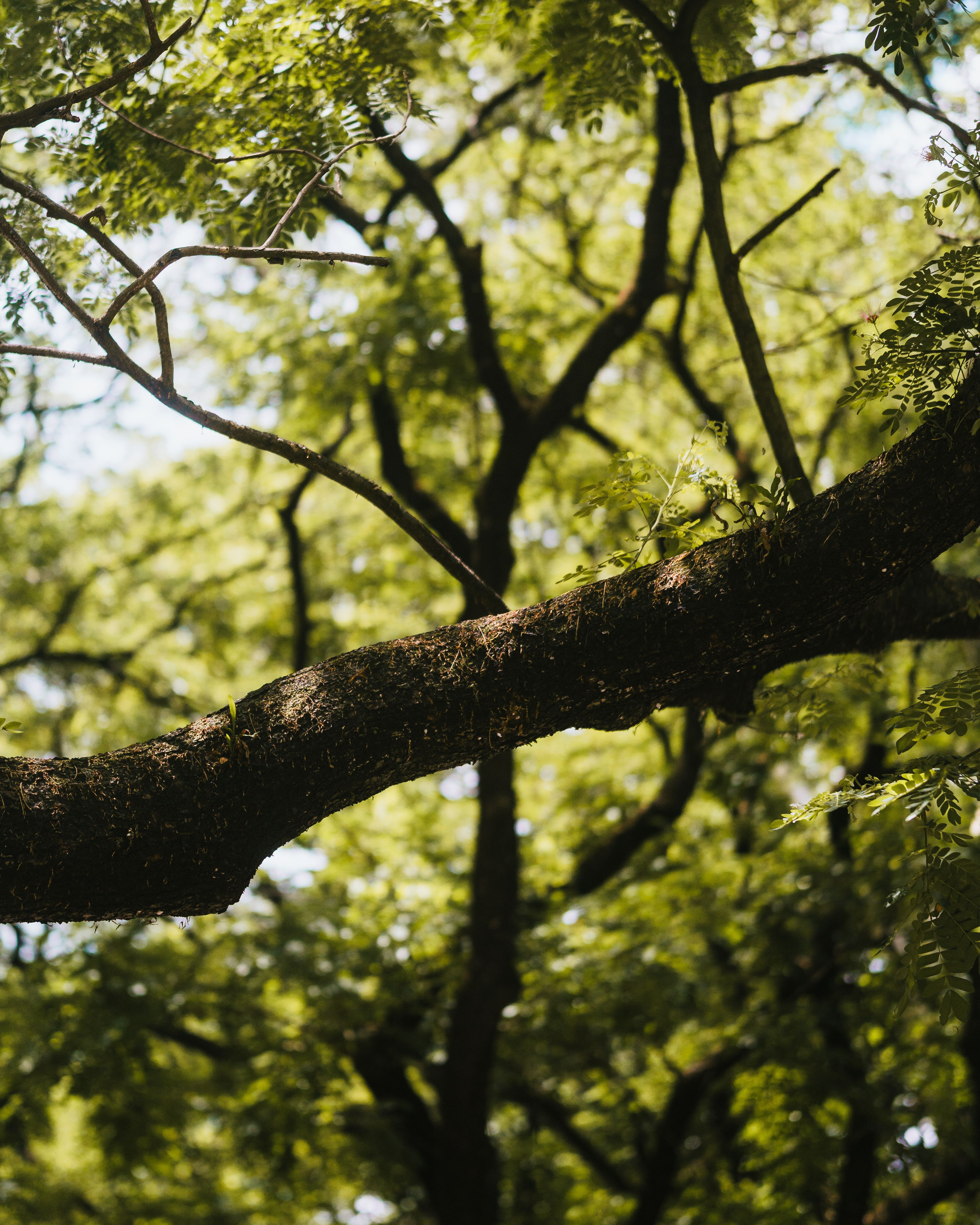 Lush Green Tree Branch in Summer Sunlight · Free Stock Photo