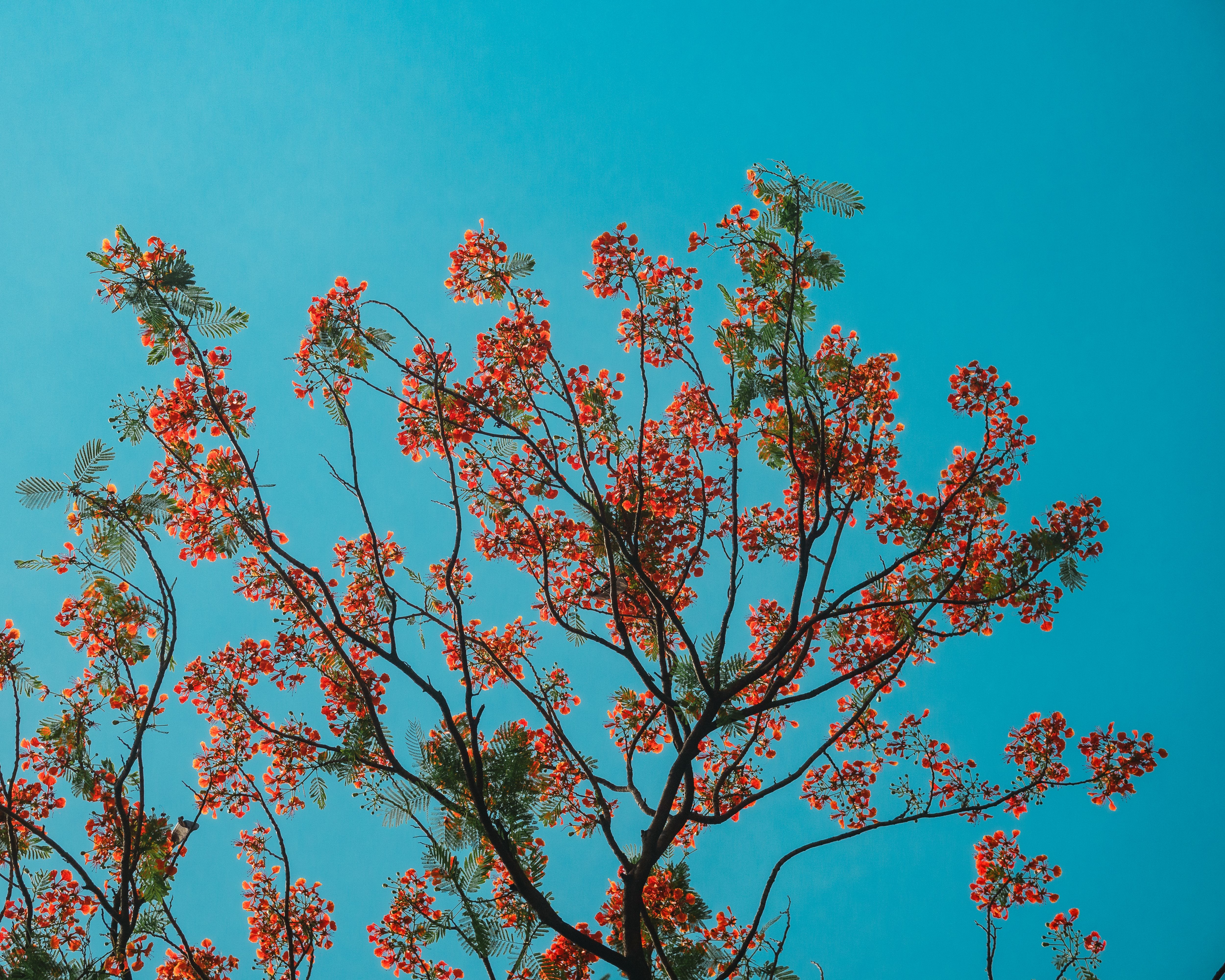 Vibrant Flamboyant Tree Against Blue Sky · Free Stock Photo