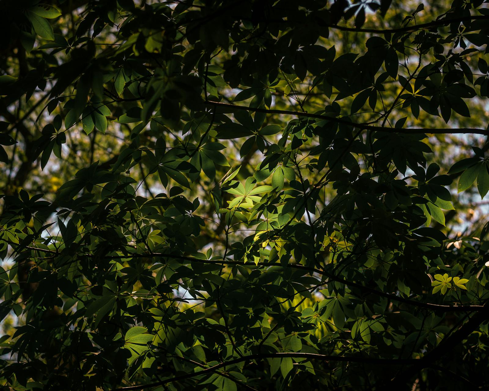 Green Gfx Photos, Download The BEST Free Green Gfx Stock Photos & HD Images