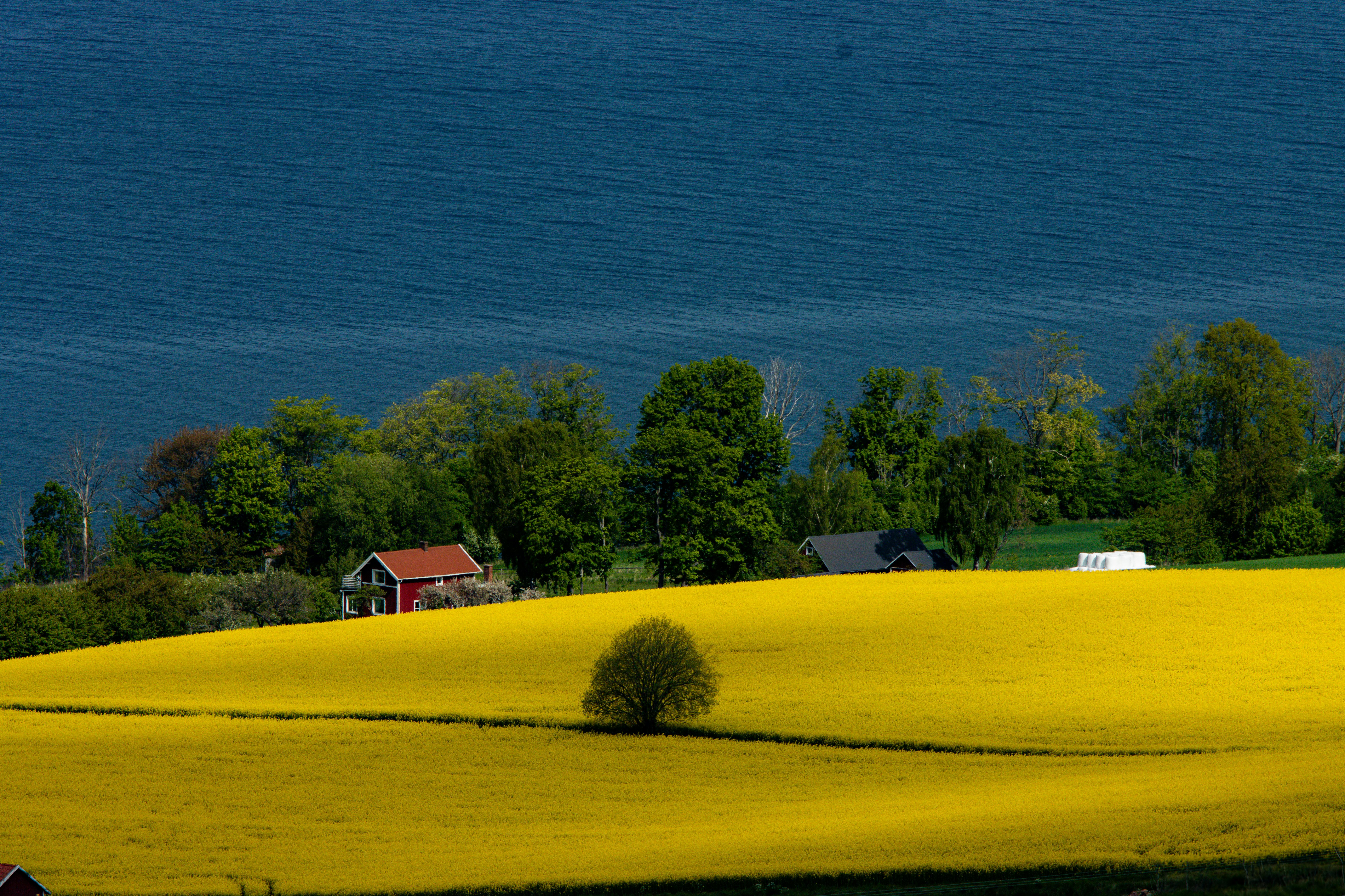Vibrant Swedish Landscape with Yellow Fields and Lake · Free Stock Photo