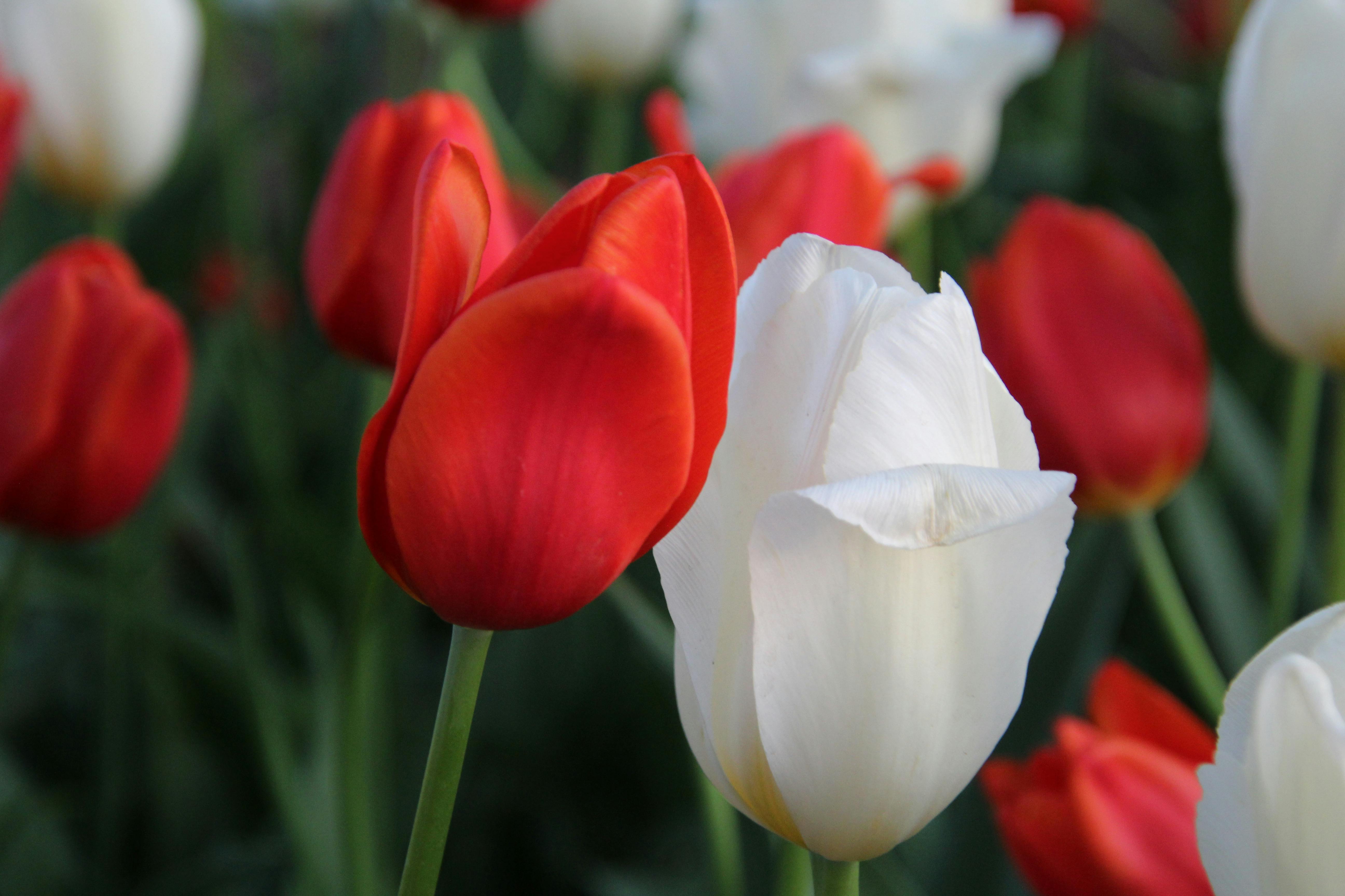 Hello April Photos, Download The BEST Free Hello April Stock Photos ...