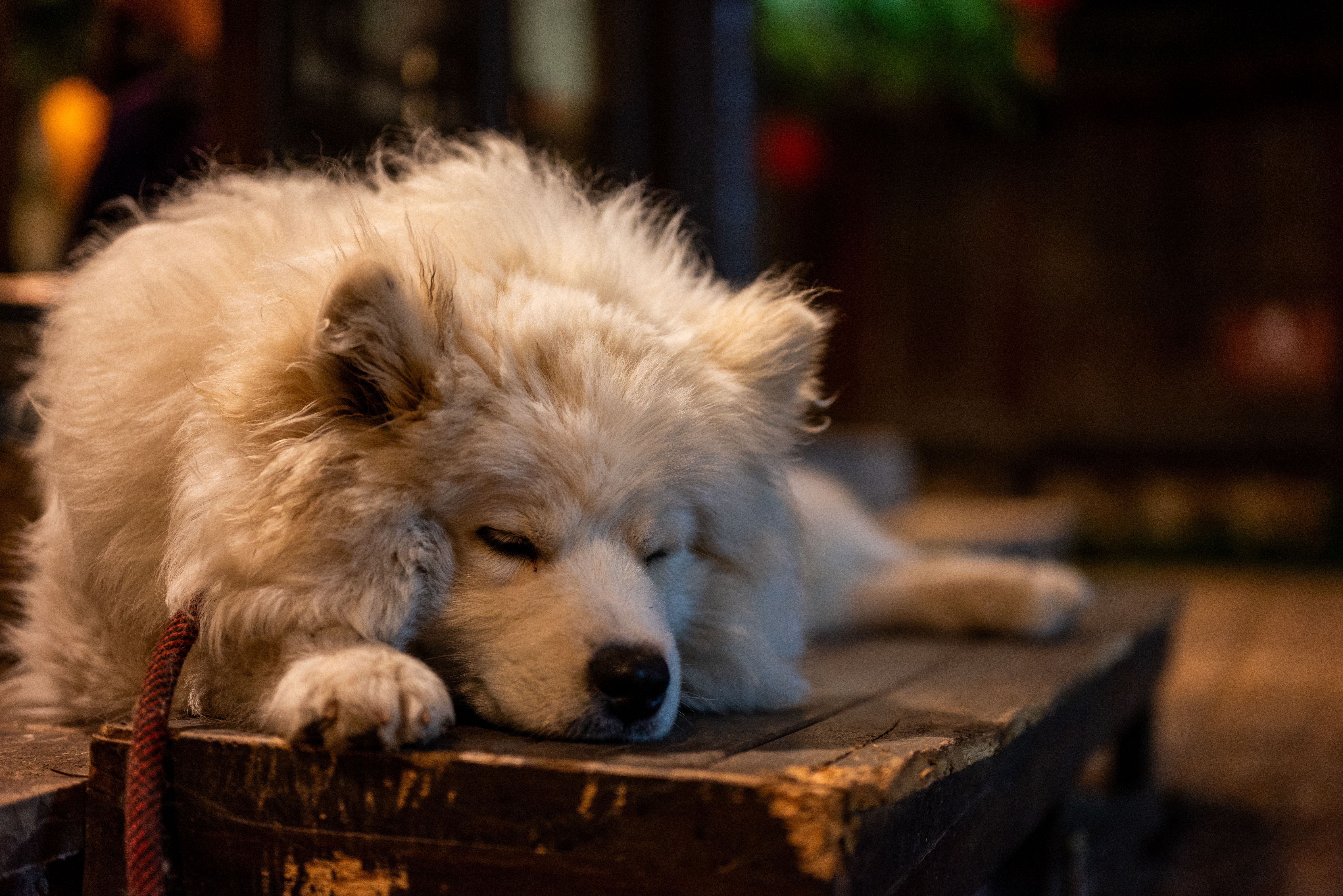 Fluffy Samoyed Dog Sleeping Peacefully Outdoors · Free Stock Photo