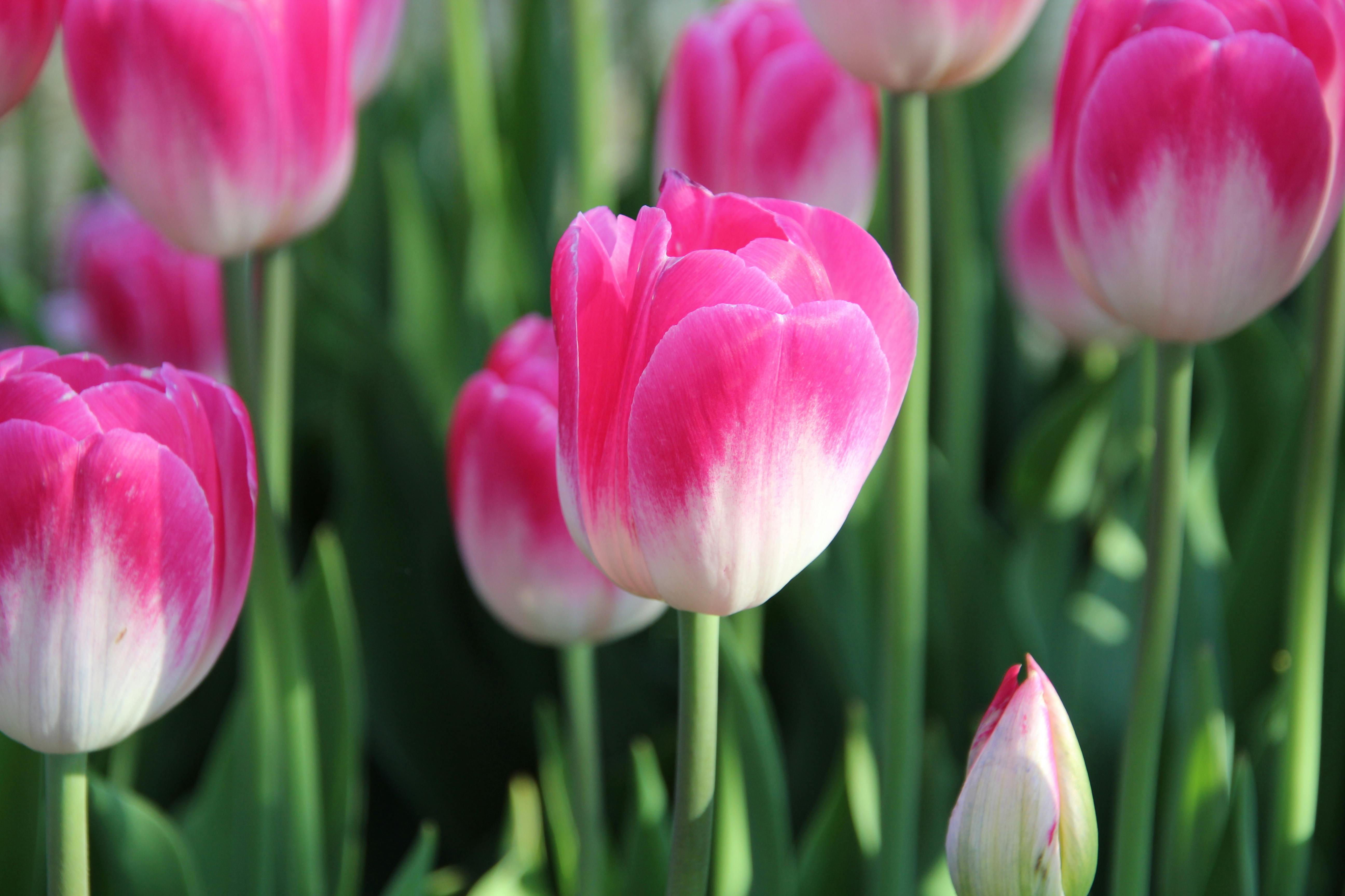 Vibrant Pink Tulips in Bloom during Spring · Free Stock Photo