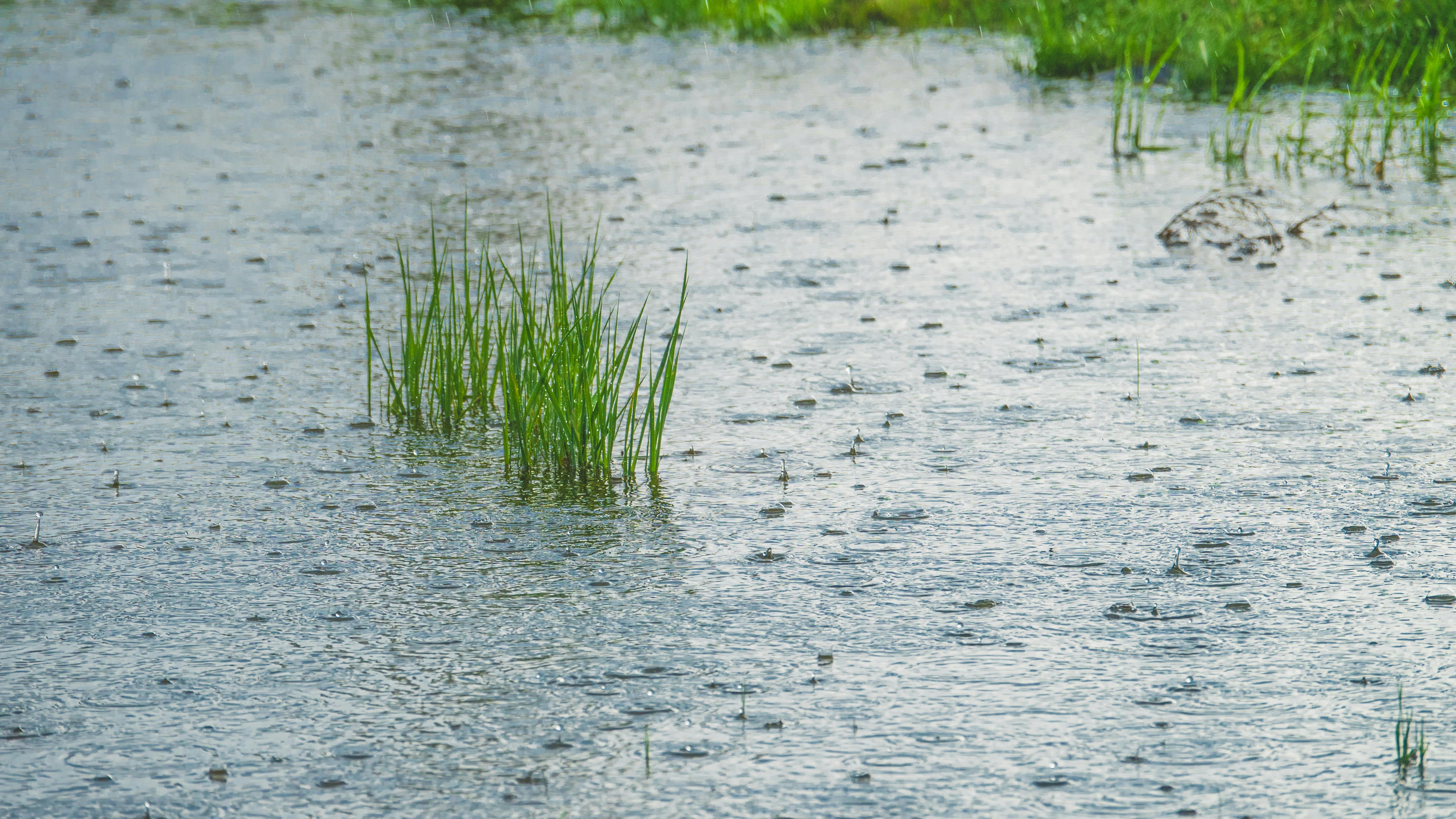 Green Rice Seedling in a Waterlogged Field · Free Stock Photo