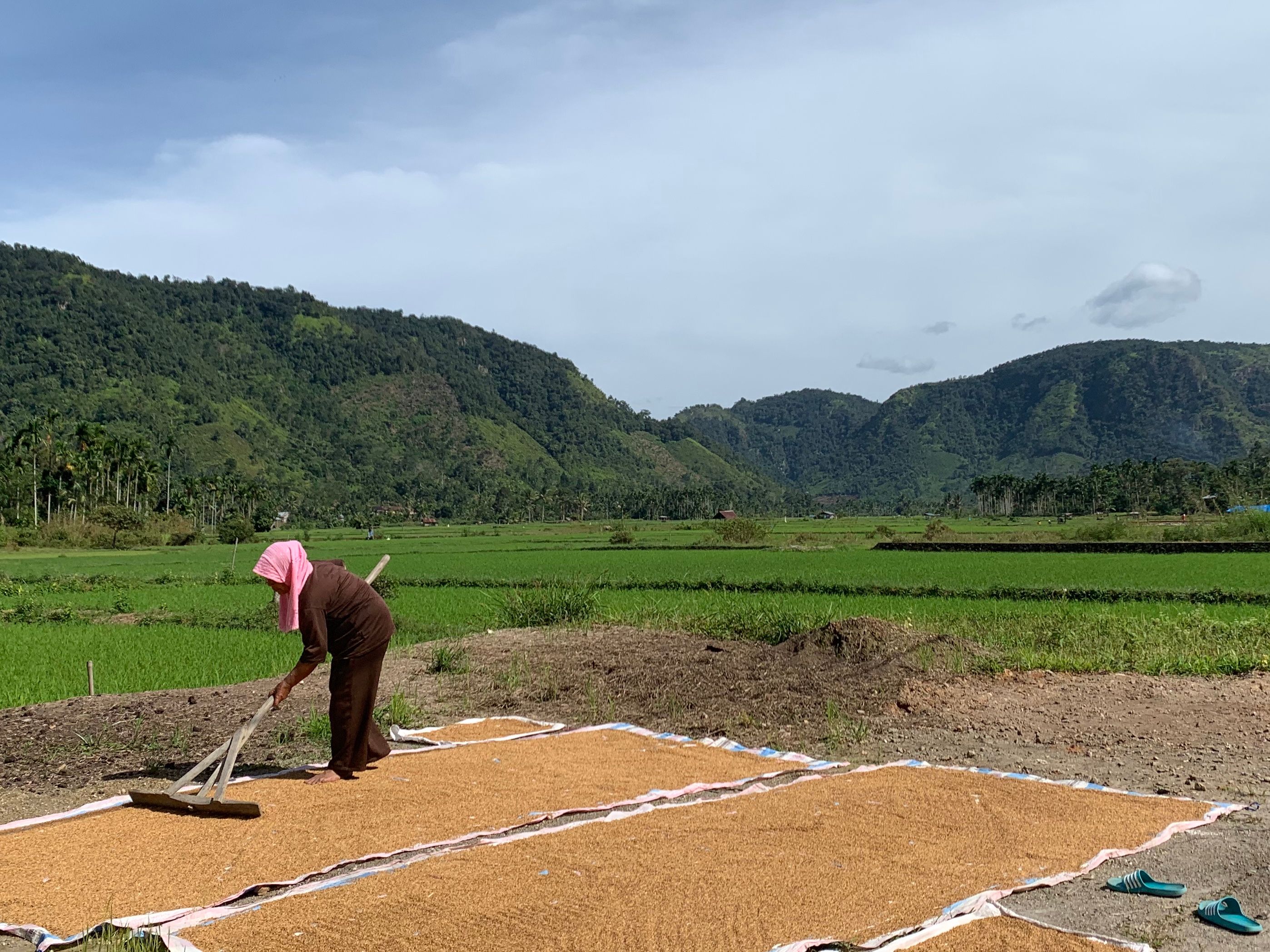 Petani Indonesia Menjemur Padi Di Lembah Subur · Foto Stok Gratis