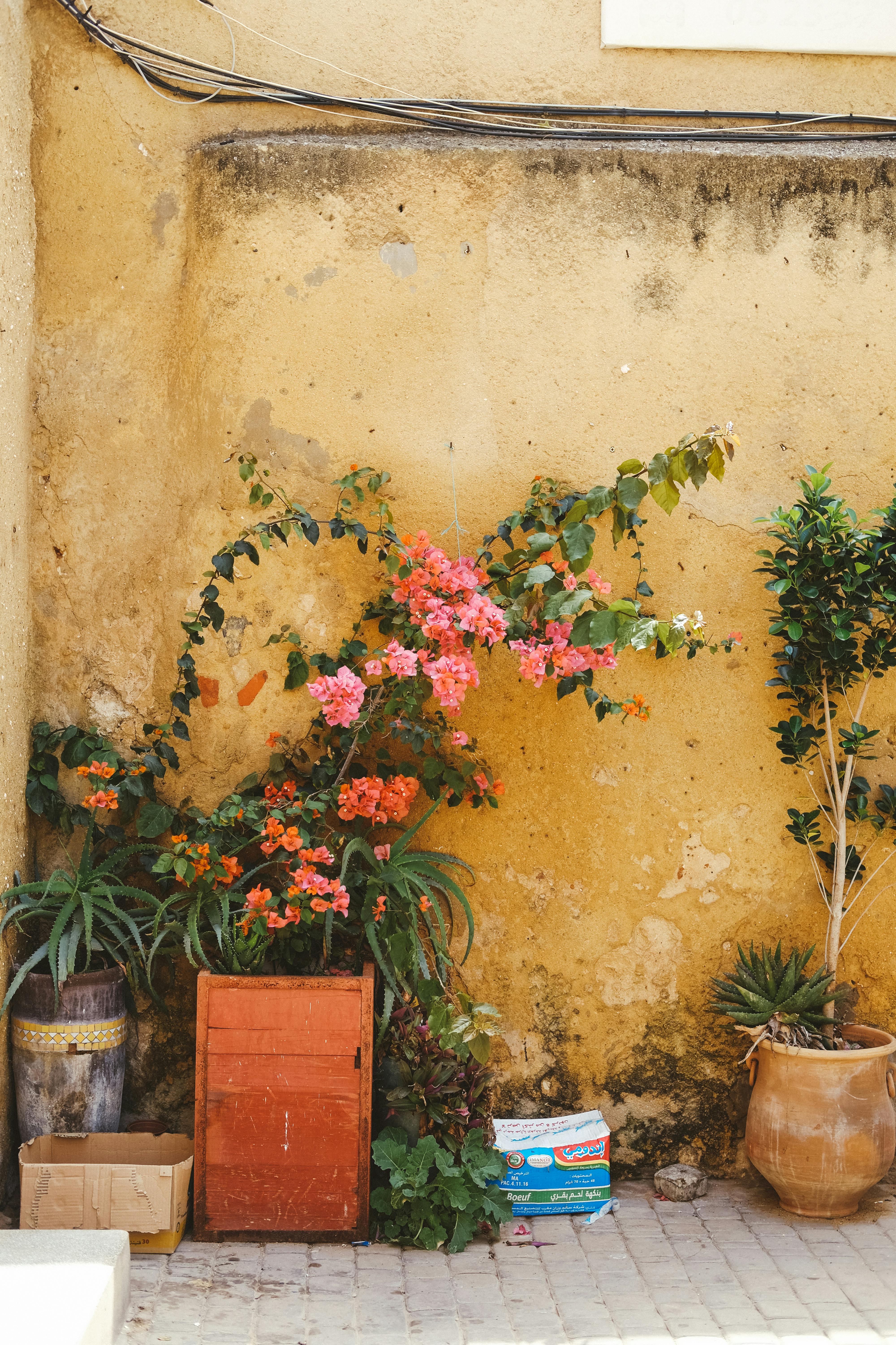 Golap Flowers Photos, Download The BEST Free Golap Flowers Stock Photos ...