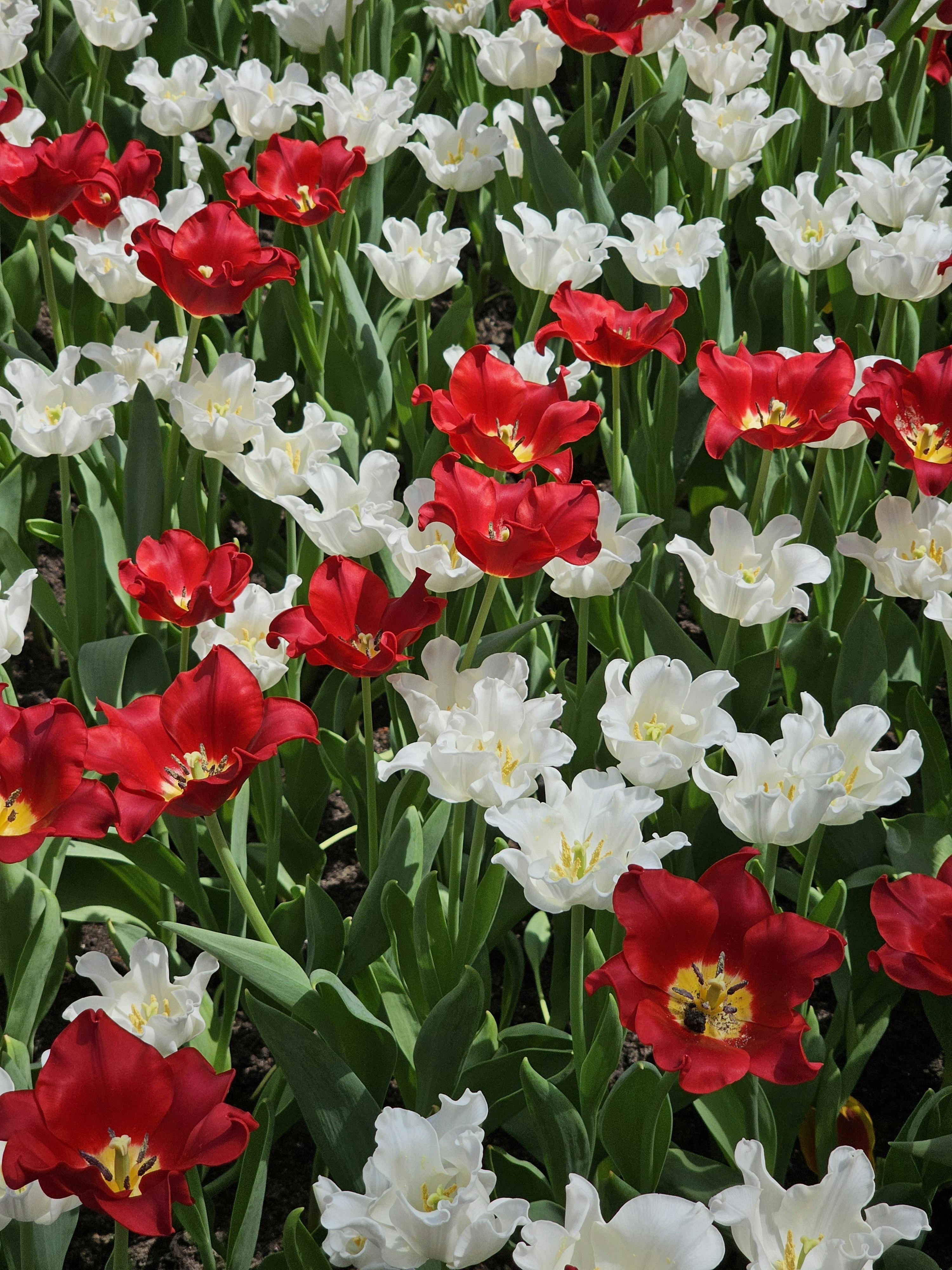 Golap Flowers Photos, Download The BEST Free Golap Flowers Stock Photos ...