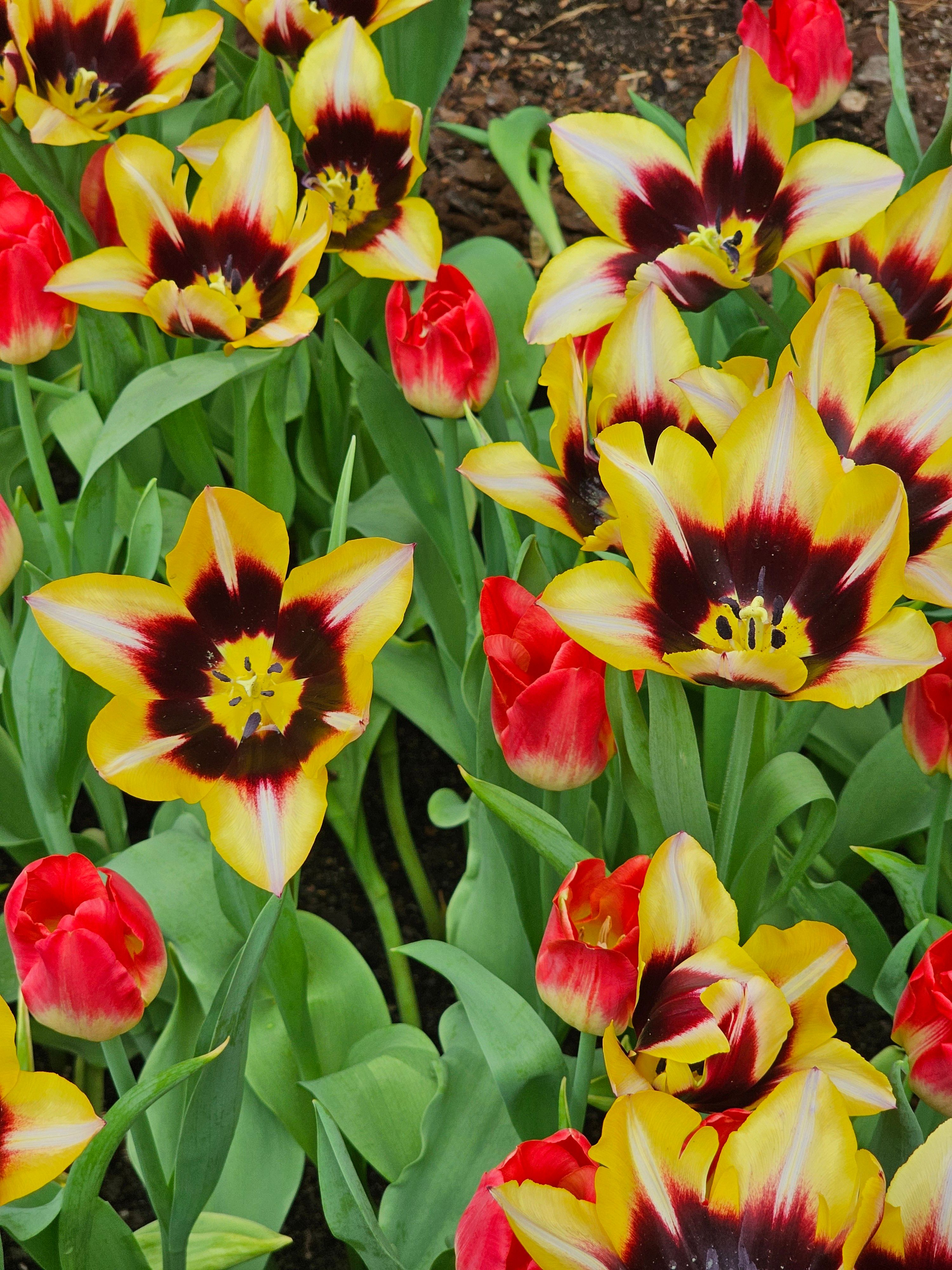 Vibrant Red and Yellow Tulips in Bloom · Free Stock Photo