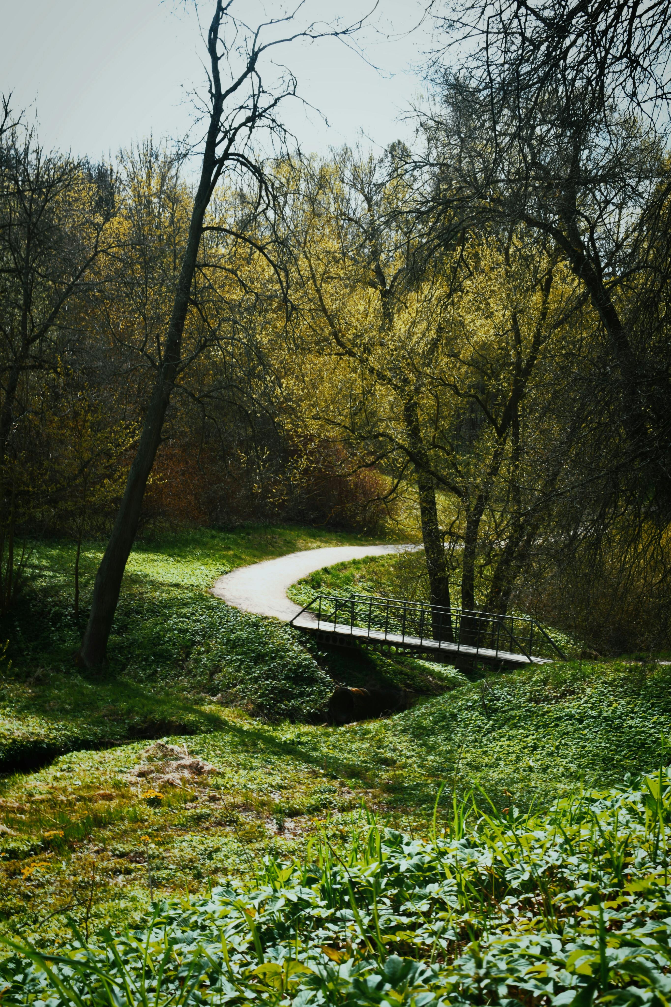 Scenic Forest Path with Bridge in Spring · Free Stock Photo