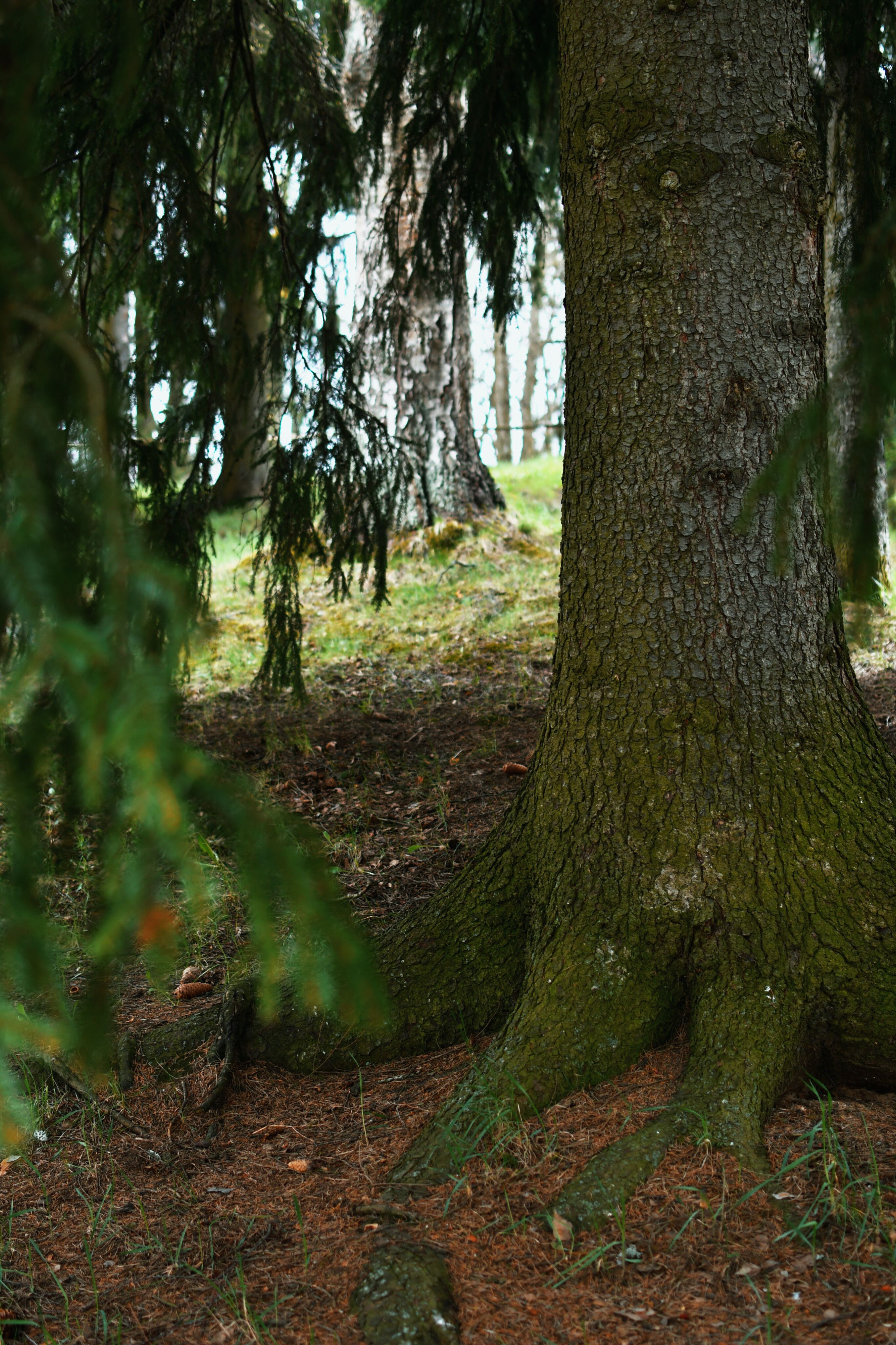 Roots of Tree in Forest · Free Stock Photo
