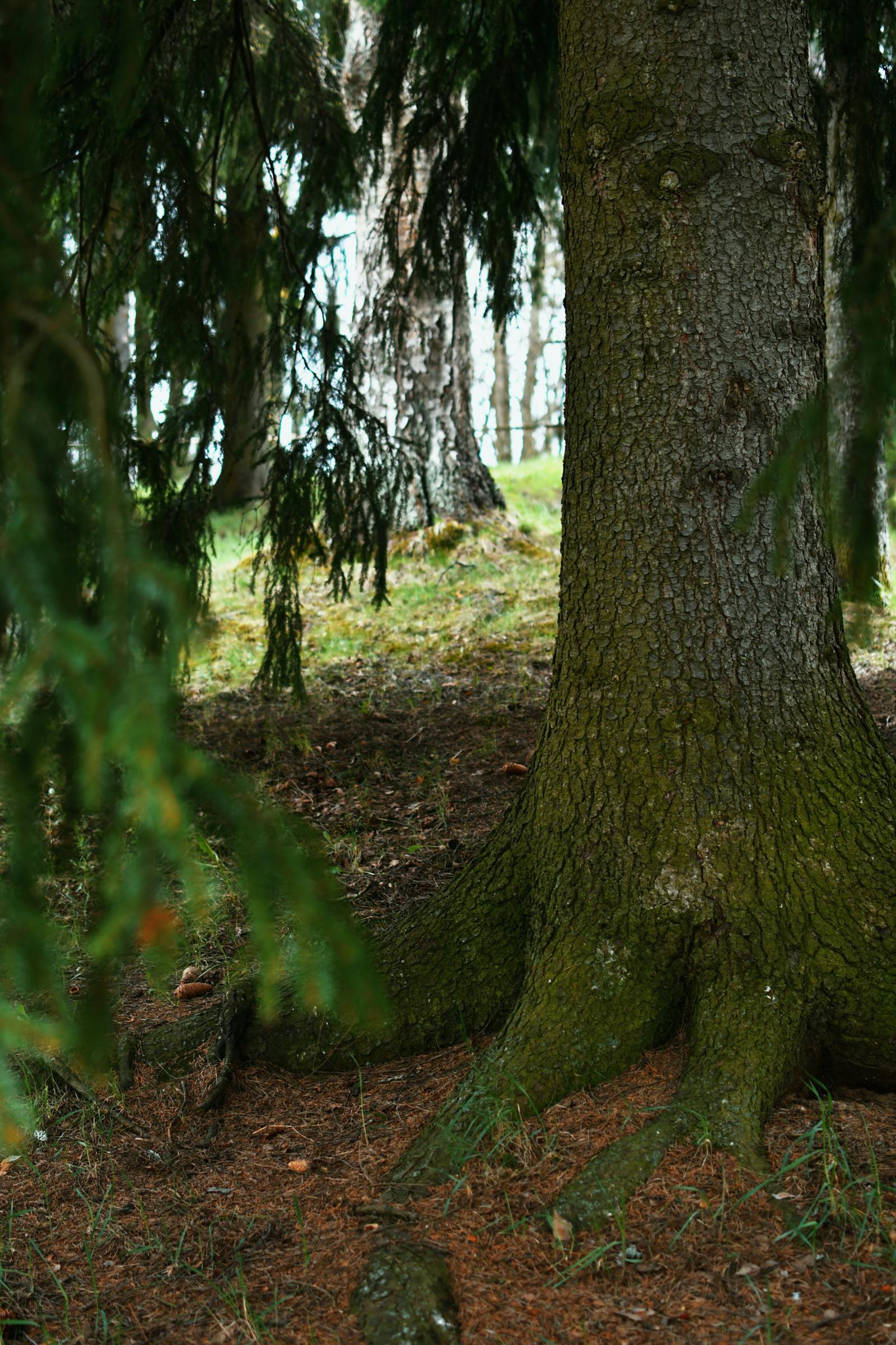 Tree Roots Photos, Download The BEST Free Tree Roots Stock Photos & HD ...