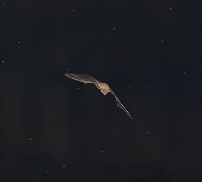 Bat Flying Photos, Download The BEST Free Bat Flying Stock Photos & HD ...