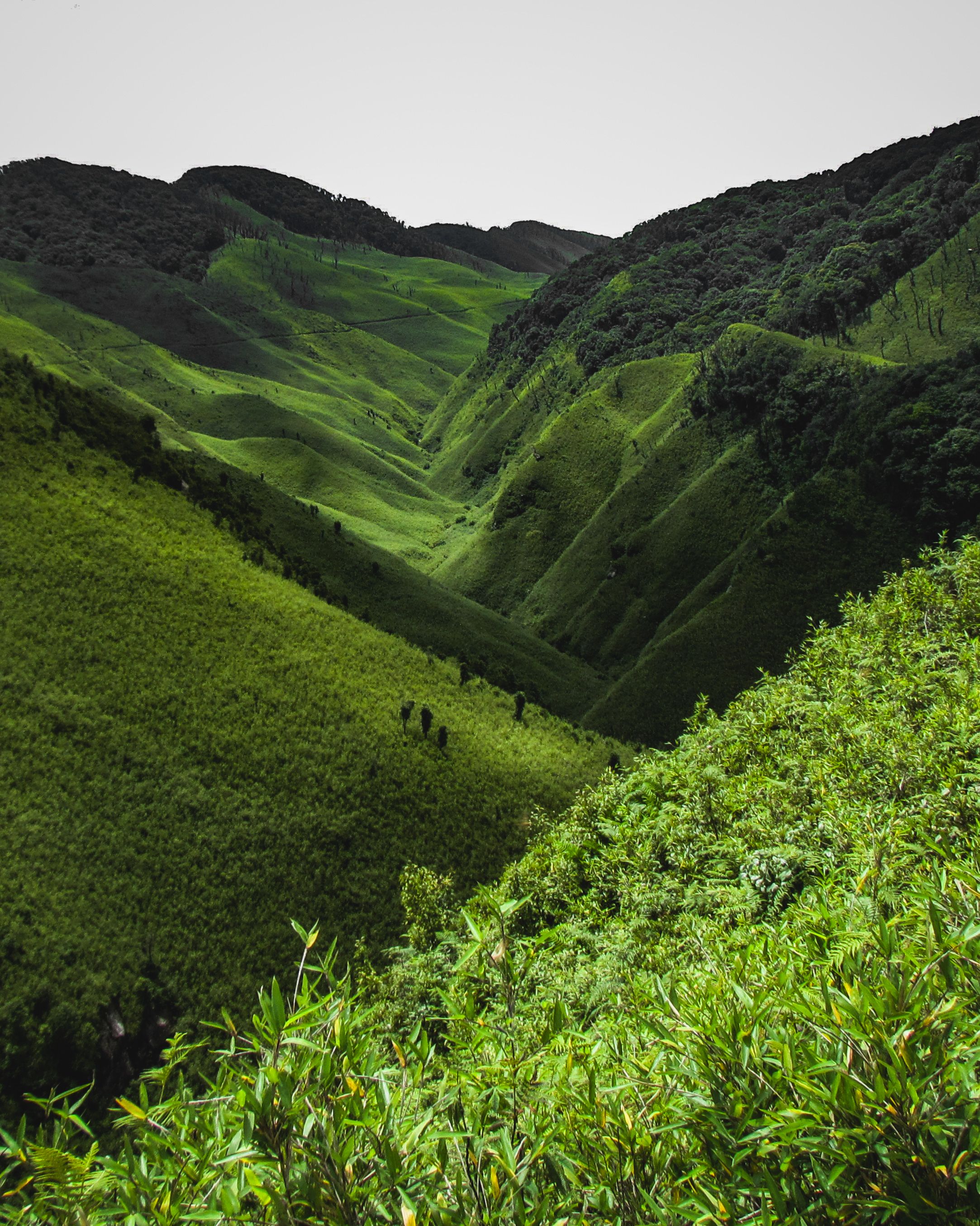 Lush Green Valleys of Viswema, India · Free Stock Photo