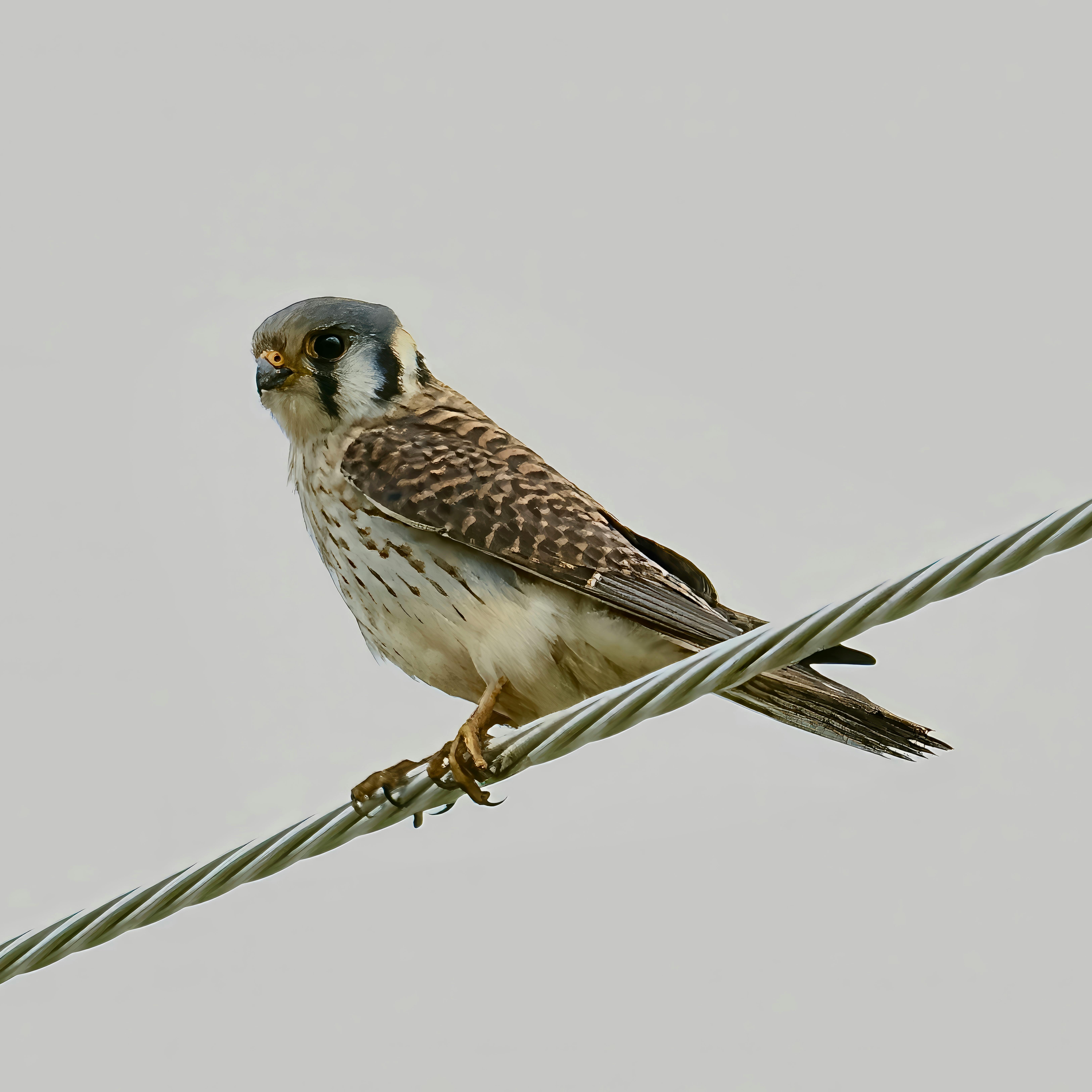 American Kestrel Perched on a Wire in Athens · Free Stock Photo