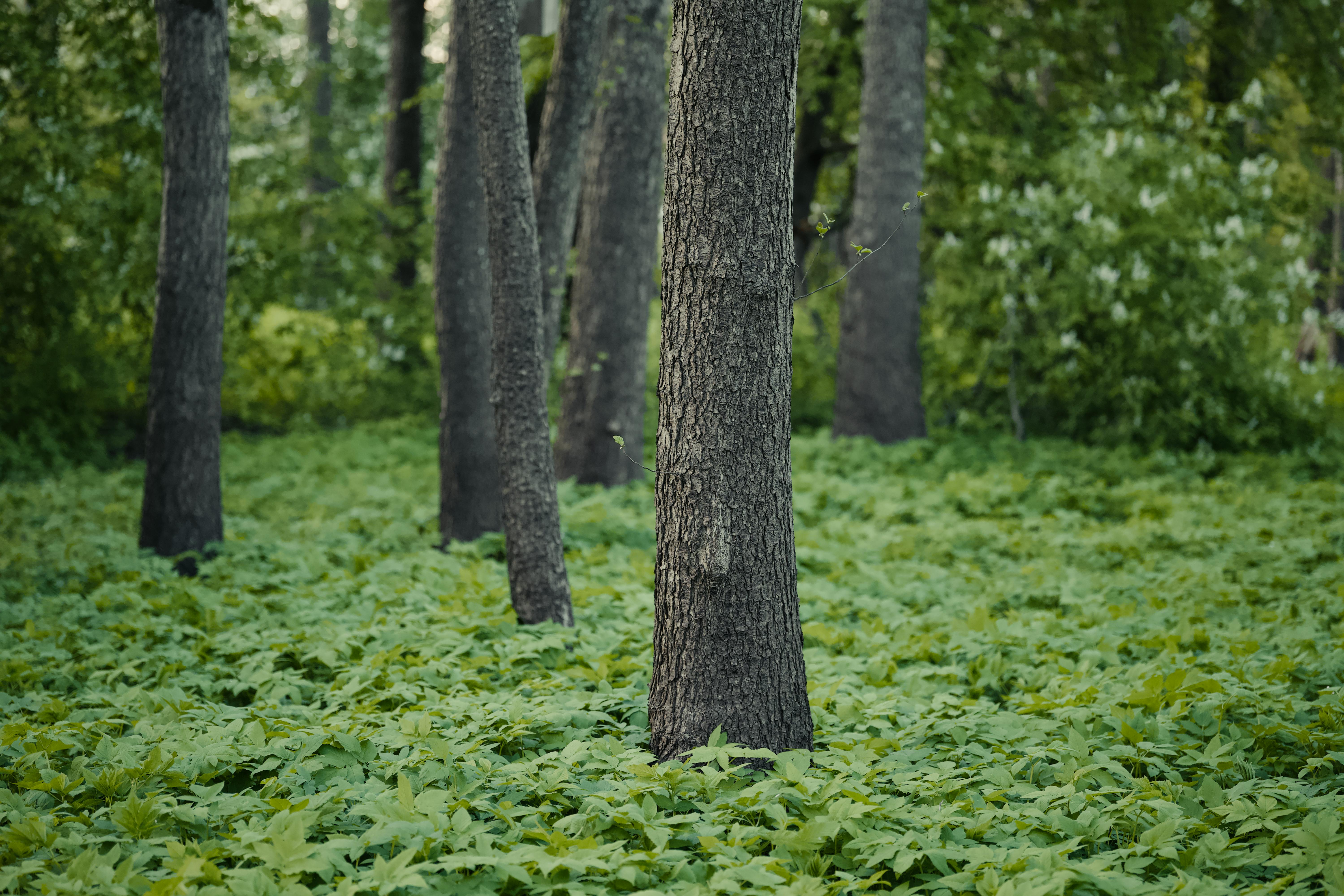 Understory Plants The Invasion Of Abandoned Fields By A Major Alien