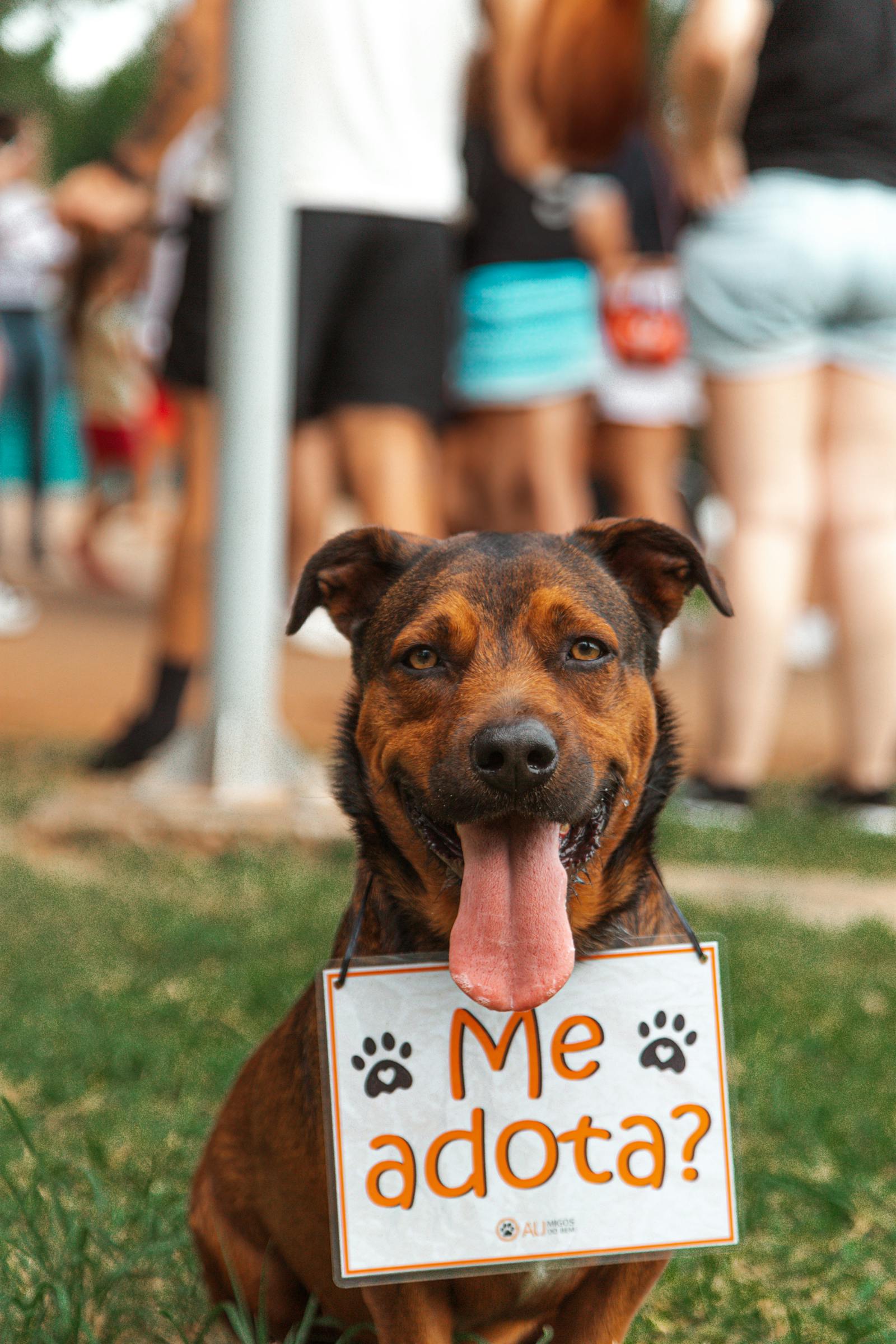 Dog Jpg Photos, Download The BEST Free Dog Jpg Stock Photos & HD Images