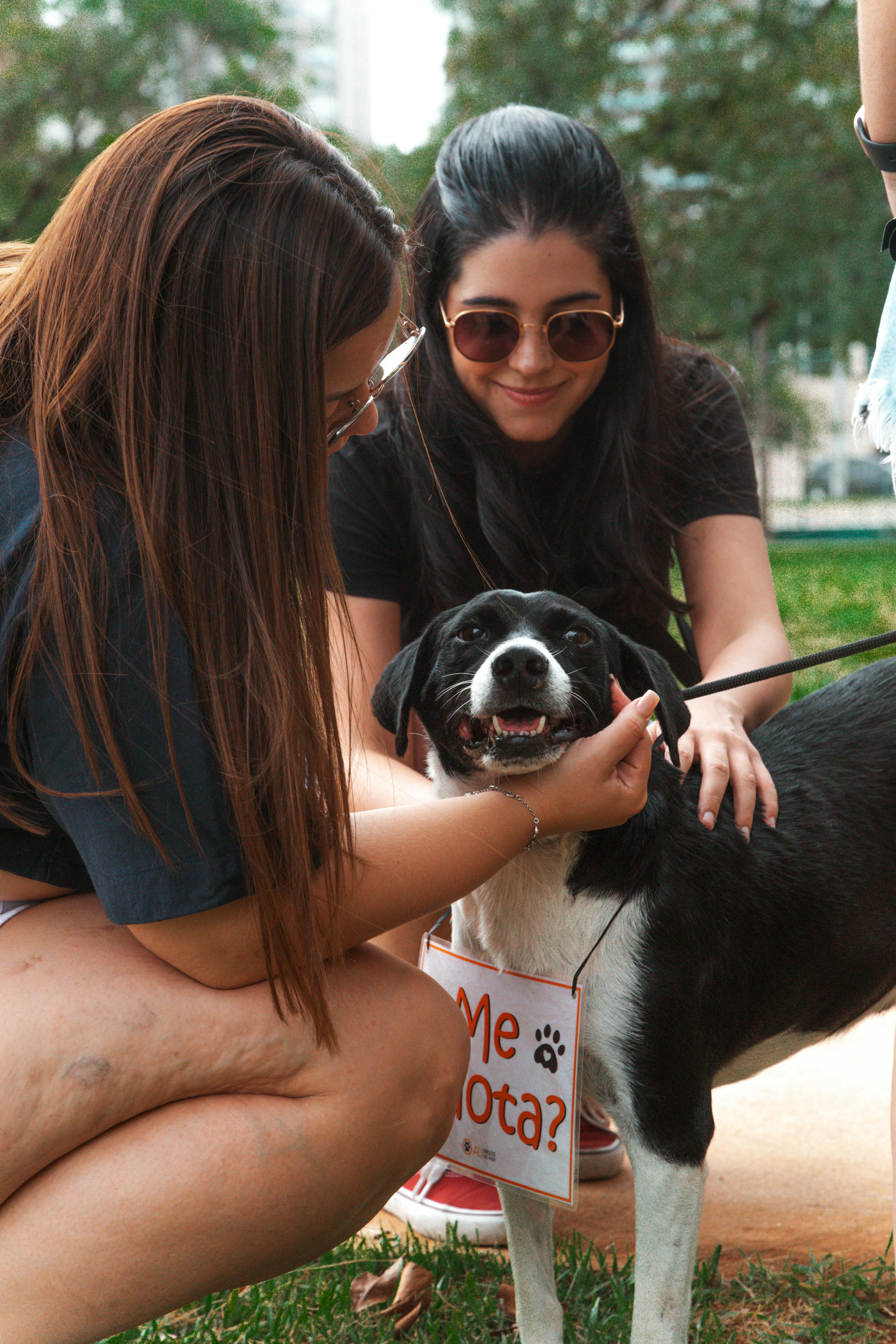 Pet Shelters Photos, Download The BEST Free Pet Shelters Stock Photos ...