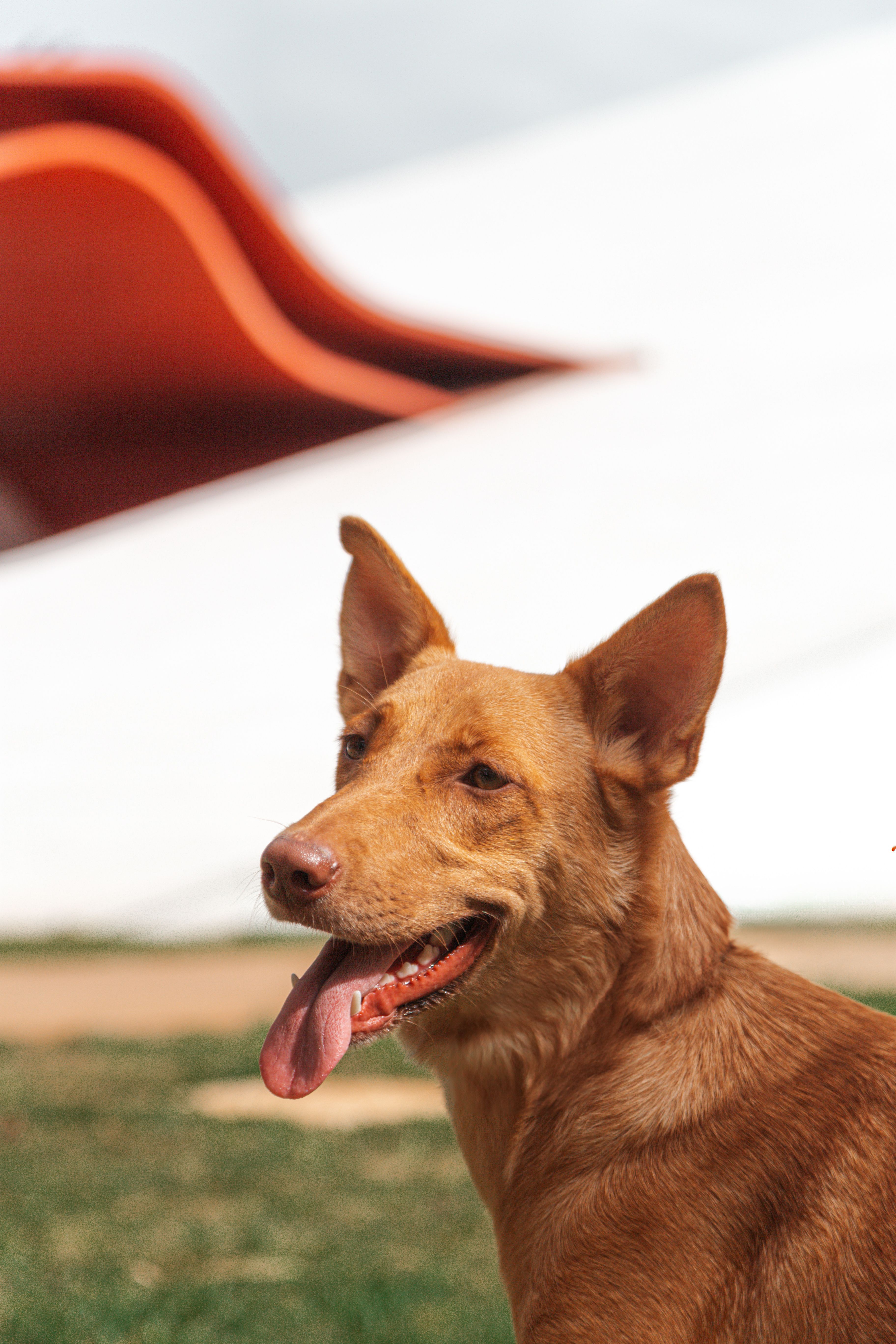 Happy Brown Dog Outdoors by Modern Building · Free Stock Photo