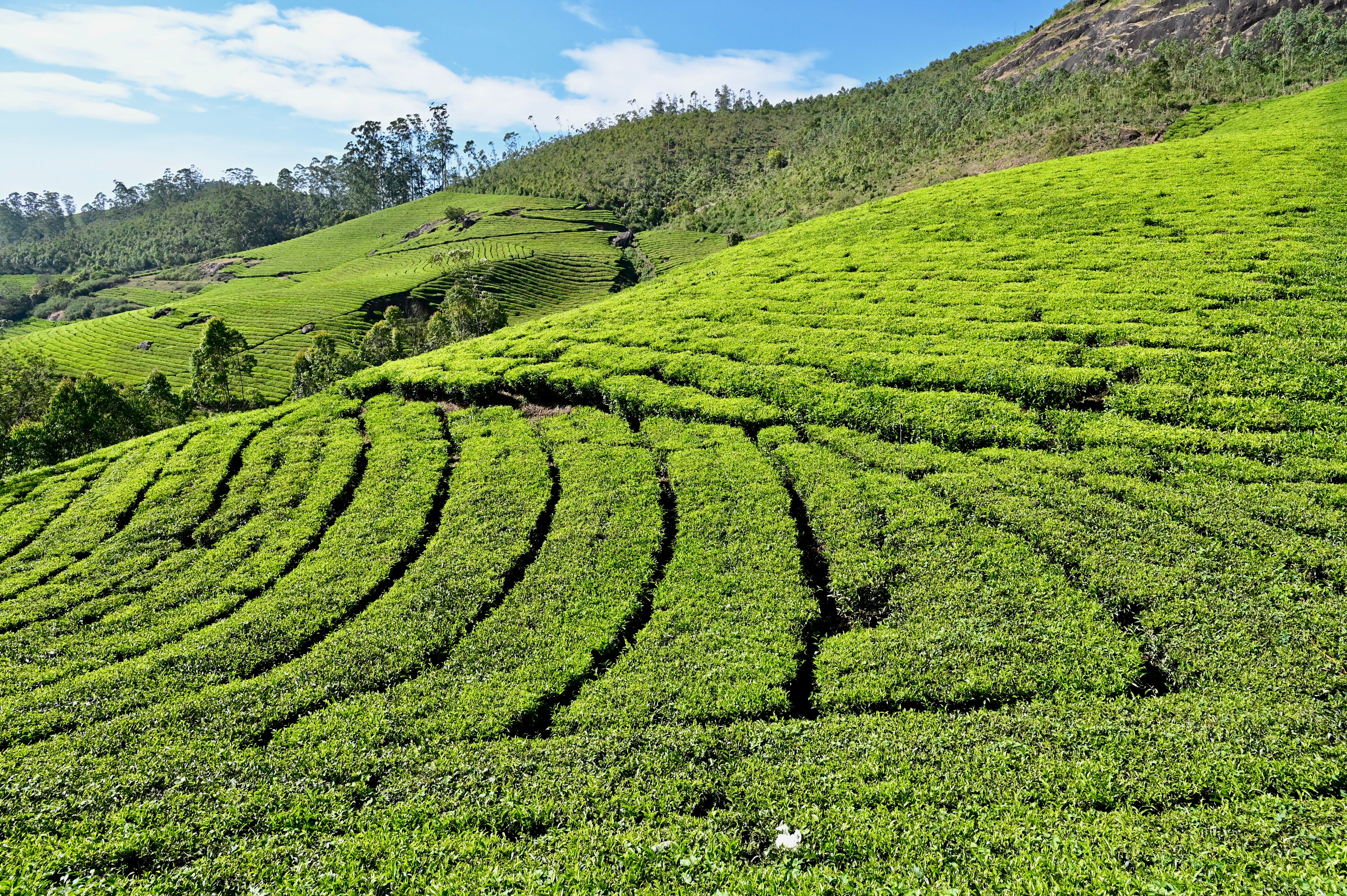 Serene Tea Plantations of Mankulam, Kerala · Free Stock Photo