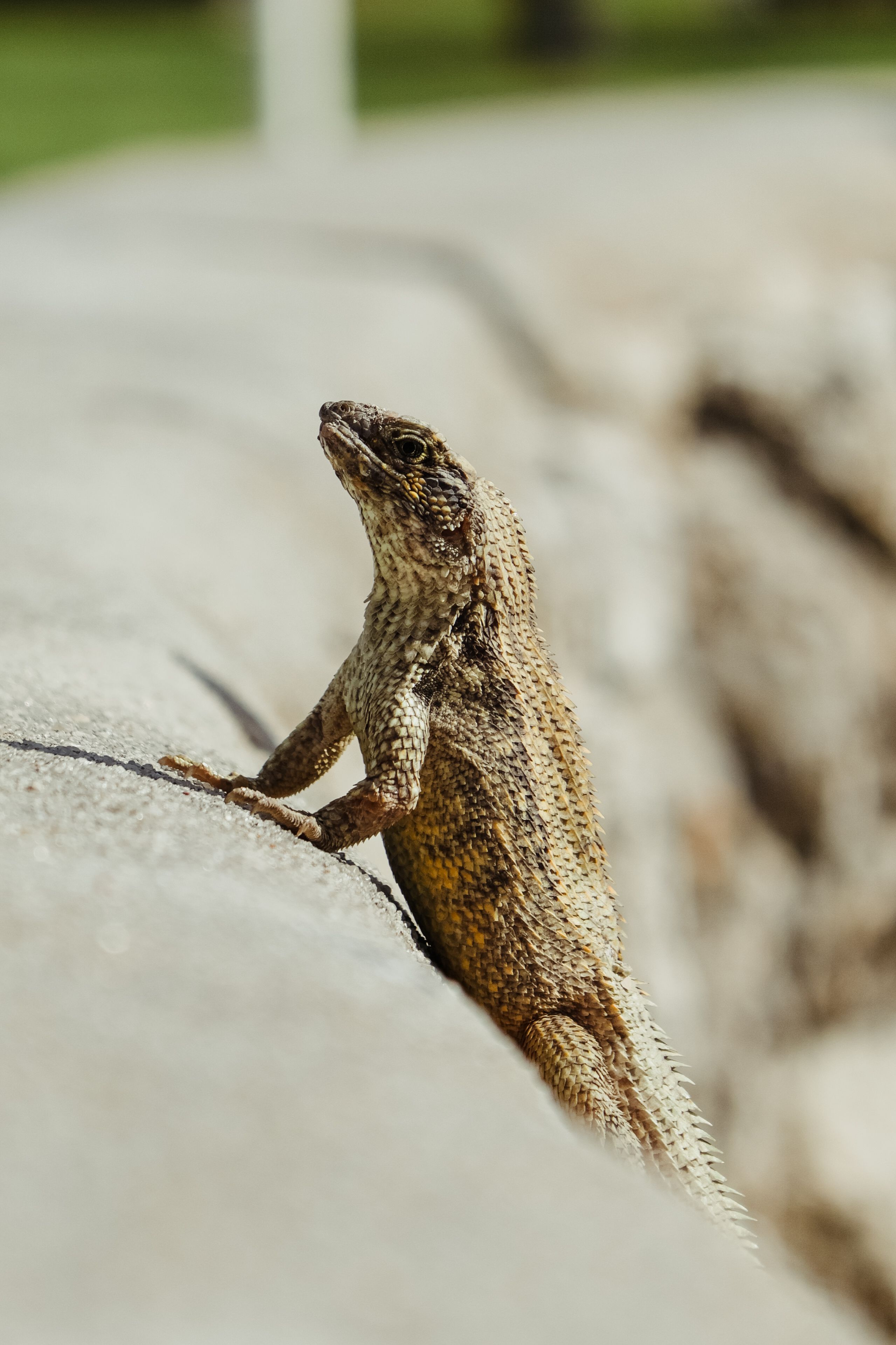Lizard on a Sunny Urban Wall · Free Stock Photo